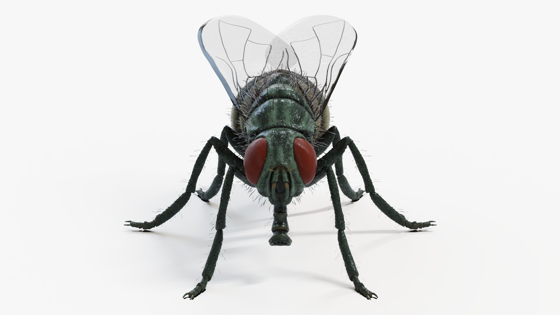 3D Model Fly Static - TurboSquid 2008851