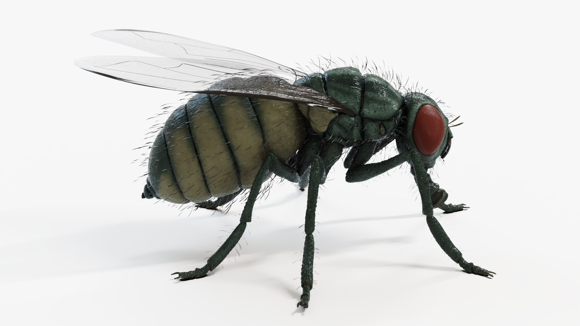 3D Model Fly Static - TurboSquid 2008851