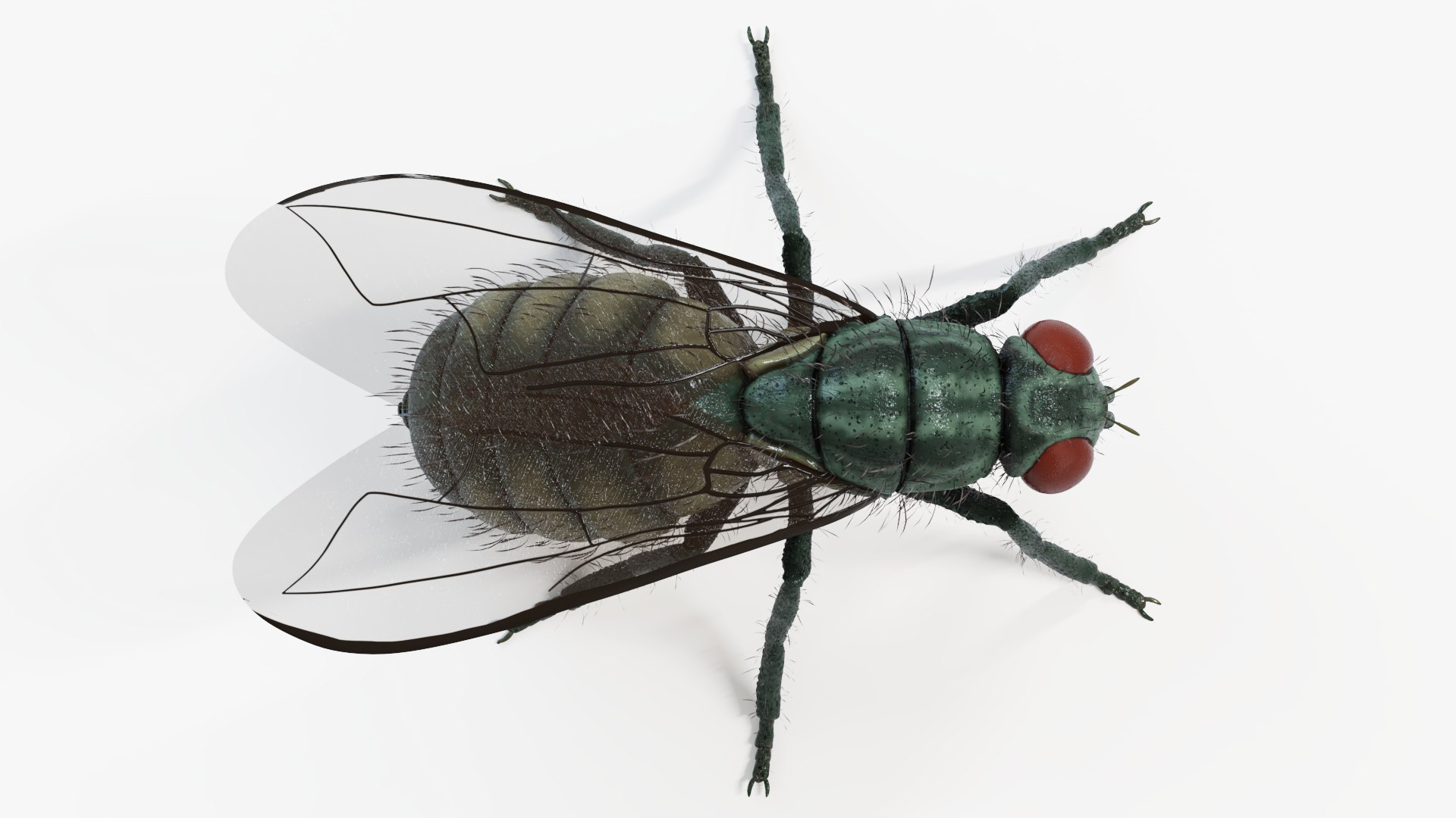 3D Model Fly Static - TurboSquid 2008851