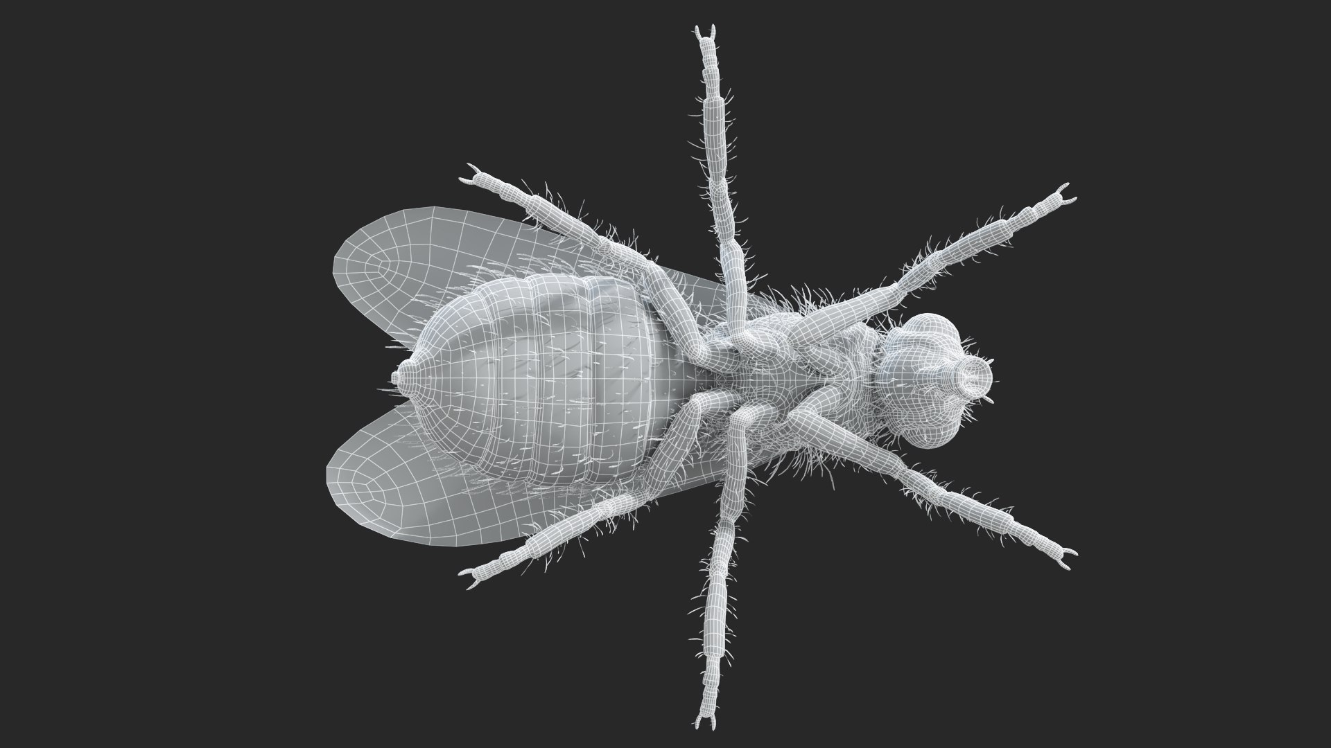 3D Model Fly Static - TurboSquid 2008851