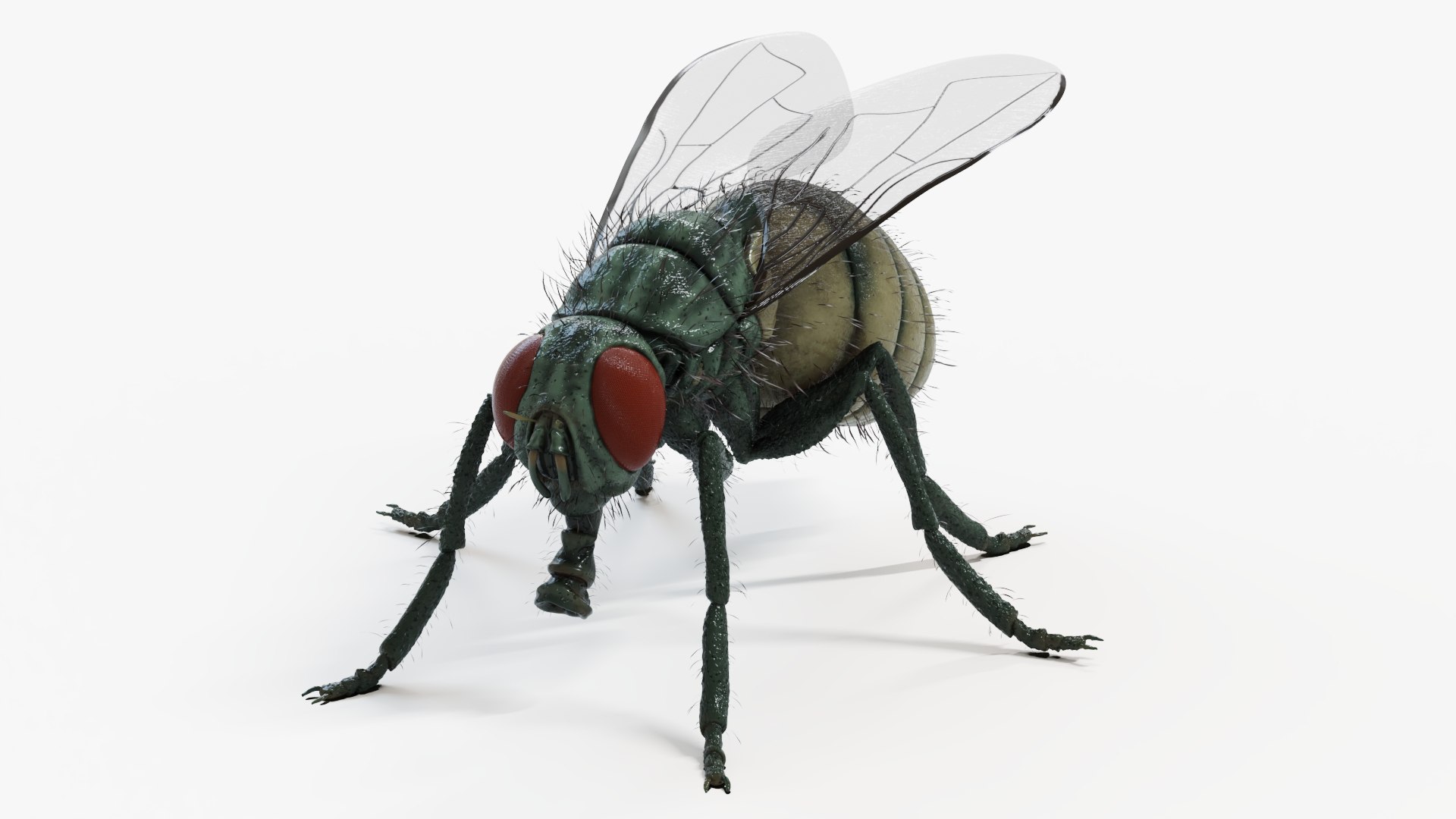 3D Model Fly Static - TurboSquid 2008851