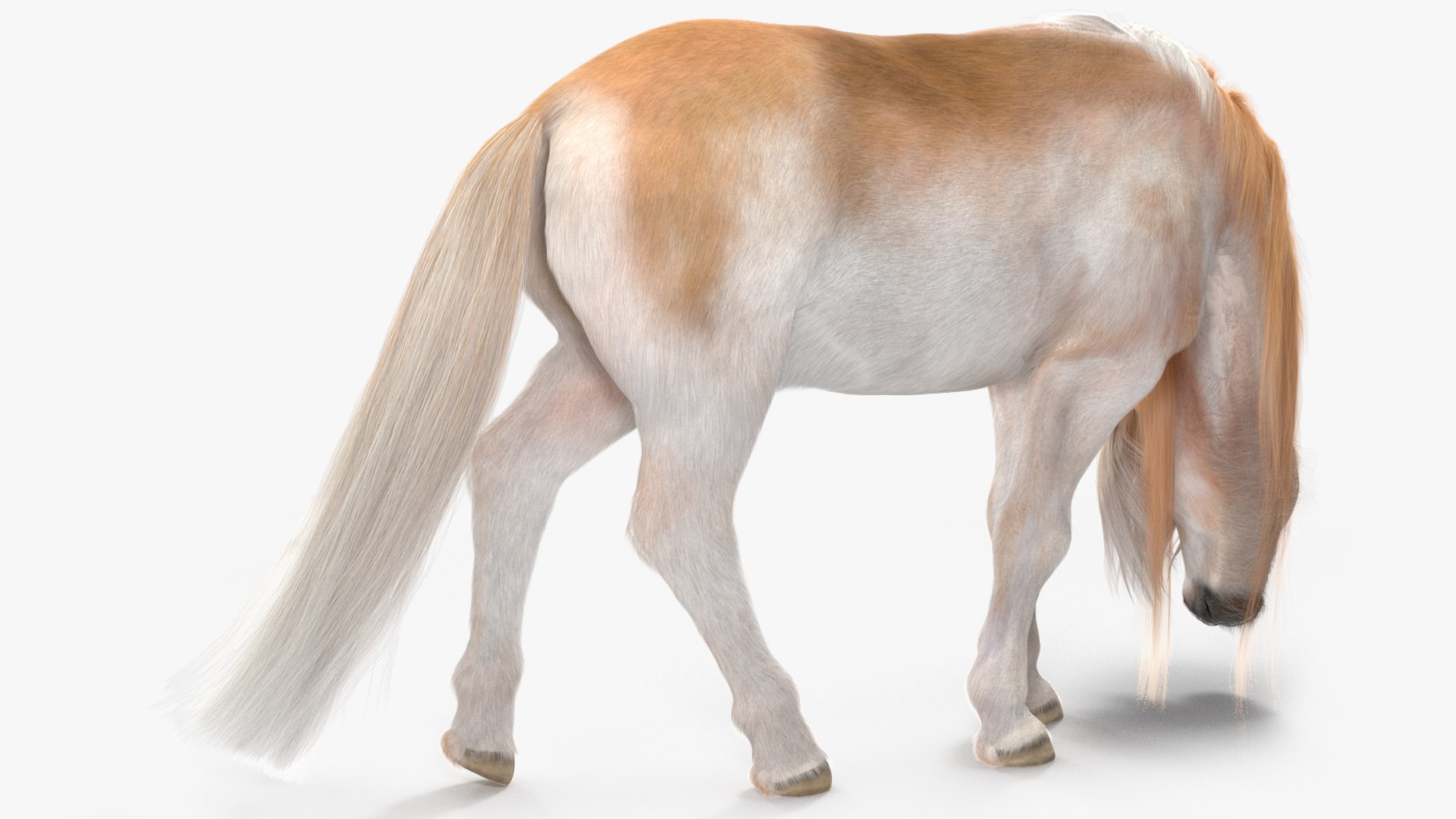 3D Pony With Long Mane Grazing Fur Model - TurboSquid 2236589