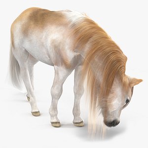 Free 3D Horse Models | TurboSquid