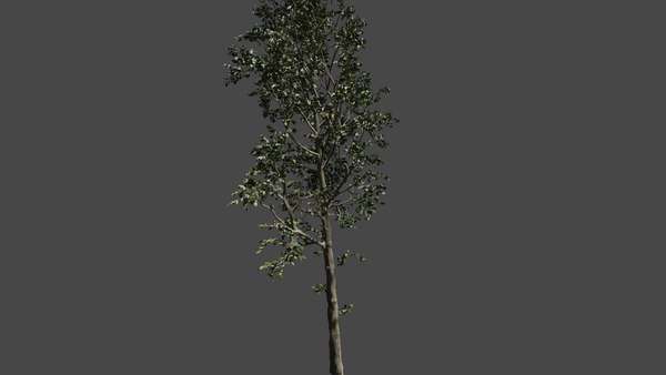Tree blender model - TurboSquid 1331222
