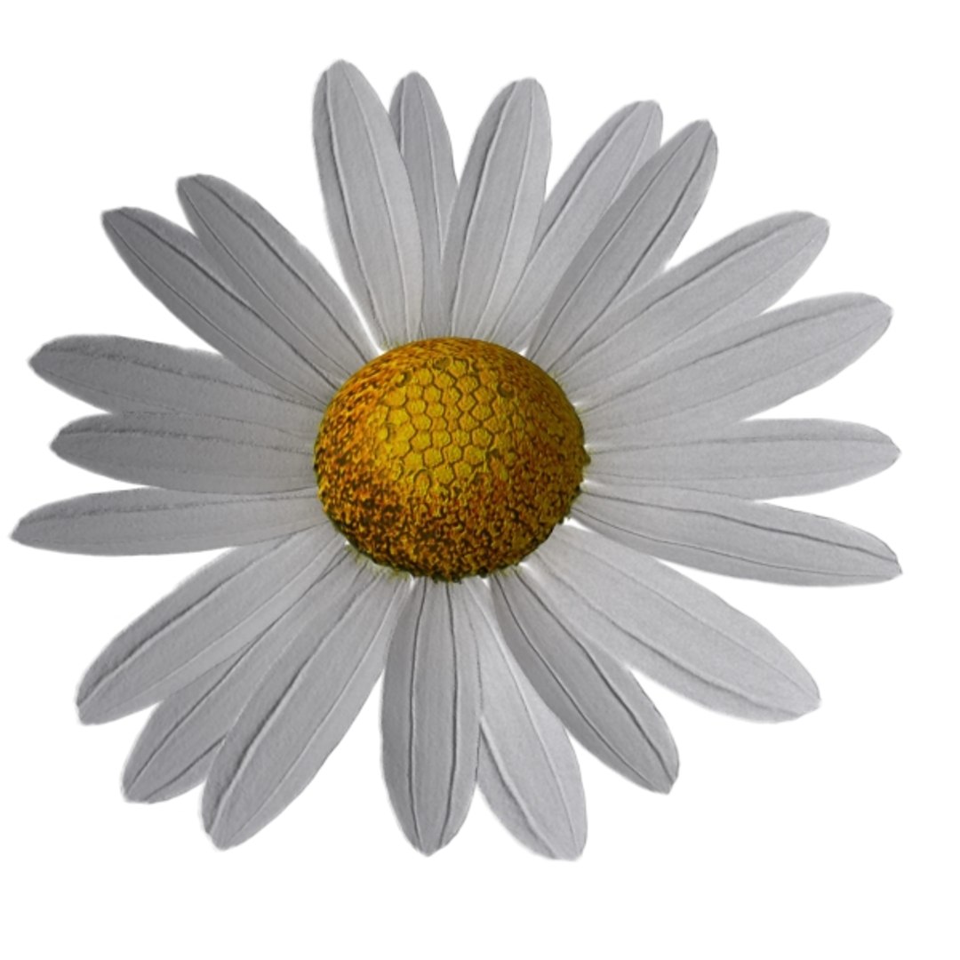 Daisy Blossoming 3d 3ds