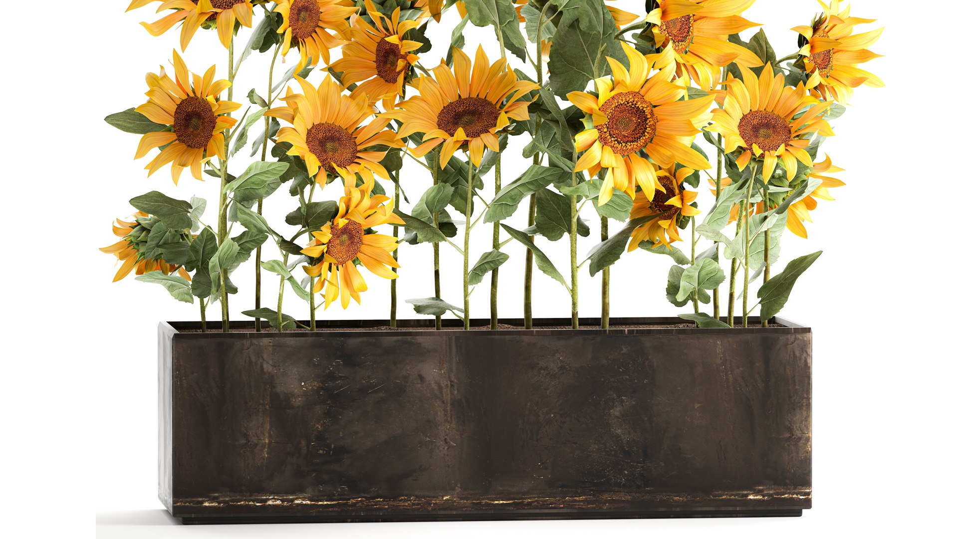 3D Model Sunflowers In A Flowerpot 1021 - TurboSquid 1763580
