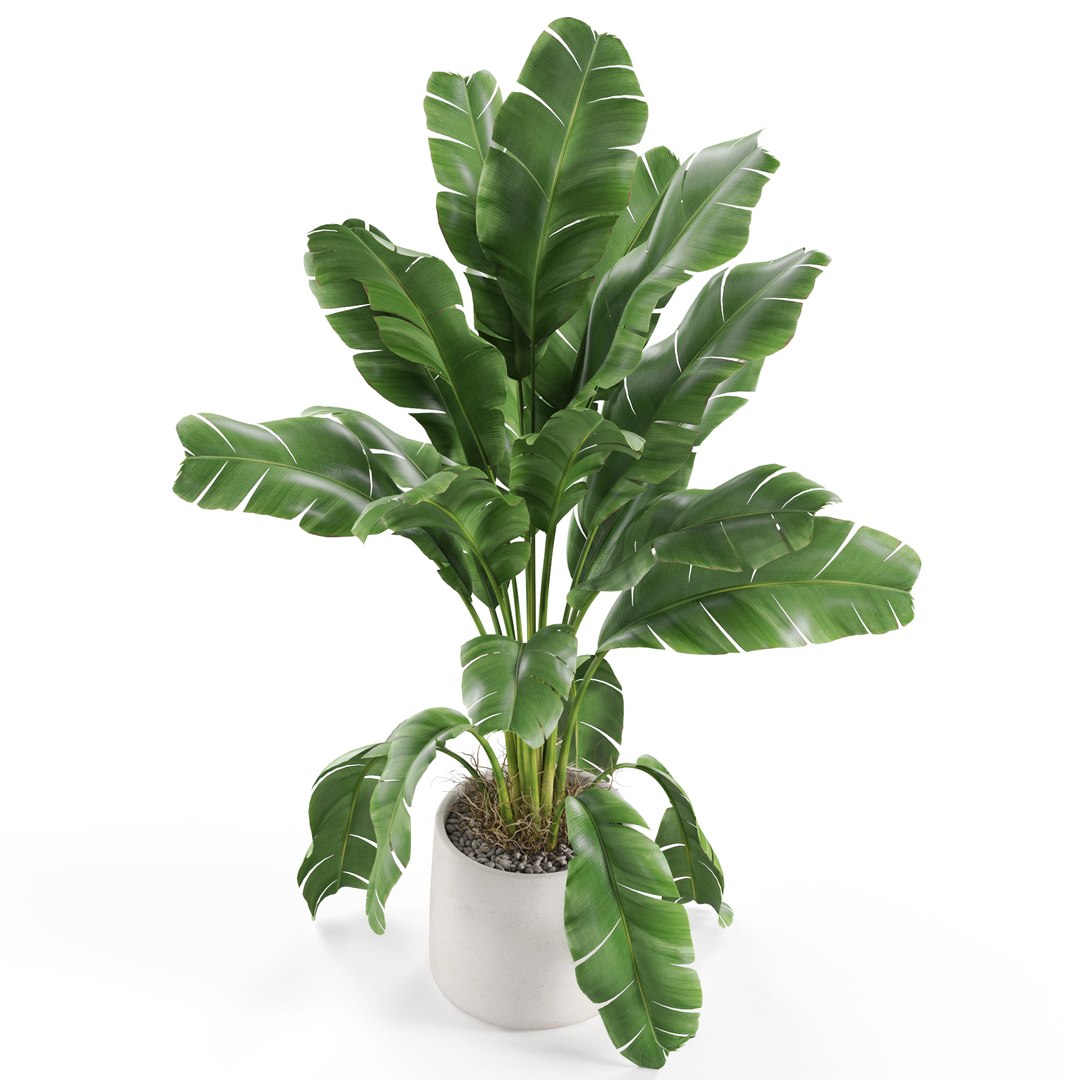 Plants Collection 956 Model - TurboSquid 2102289