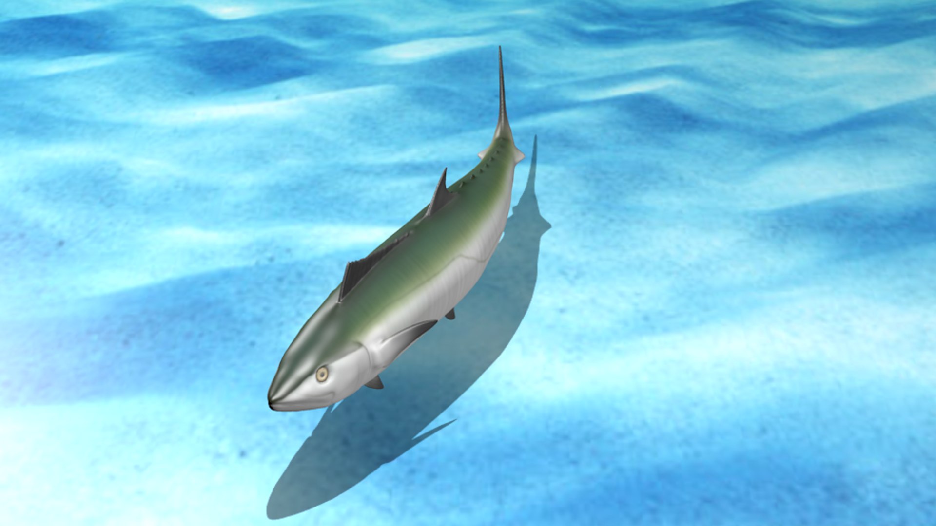 Kingfish - King Mackerel