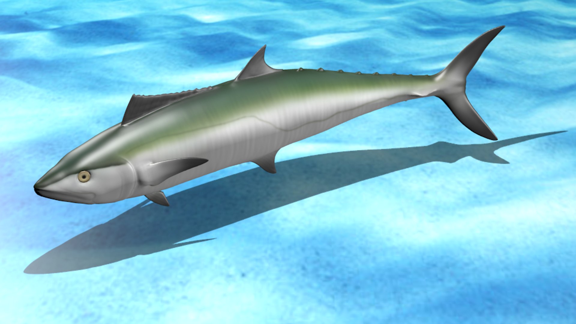 Kingfish - King Mackerel