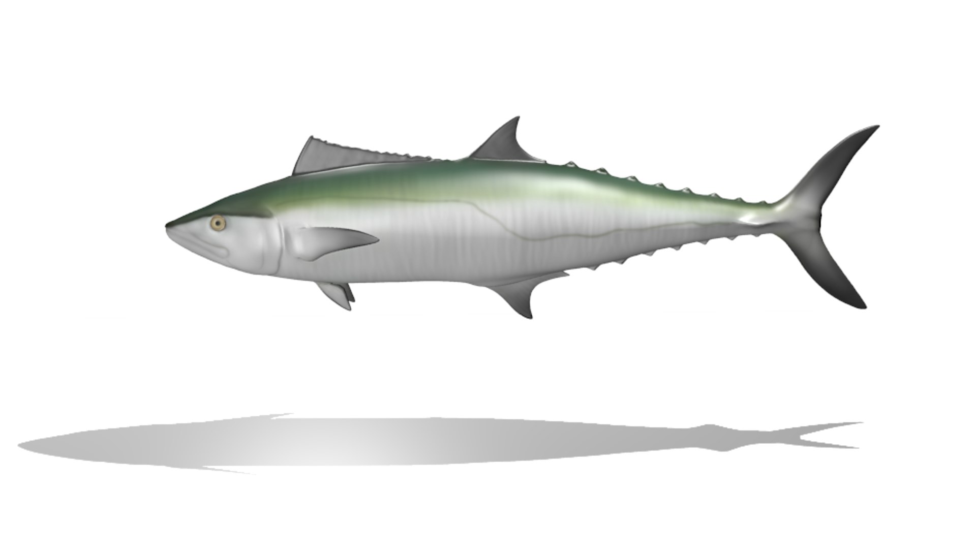 Kingfish - King Mackerel