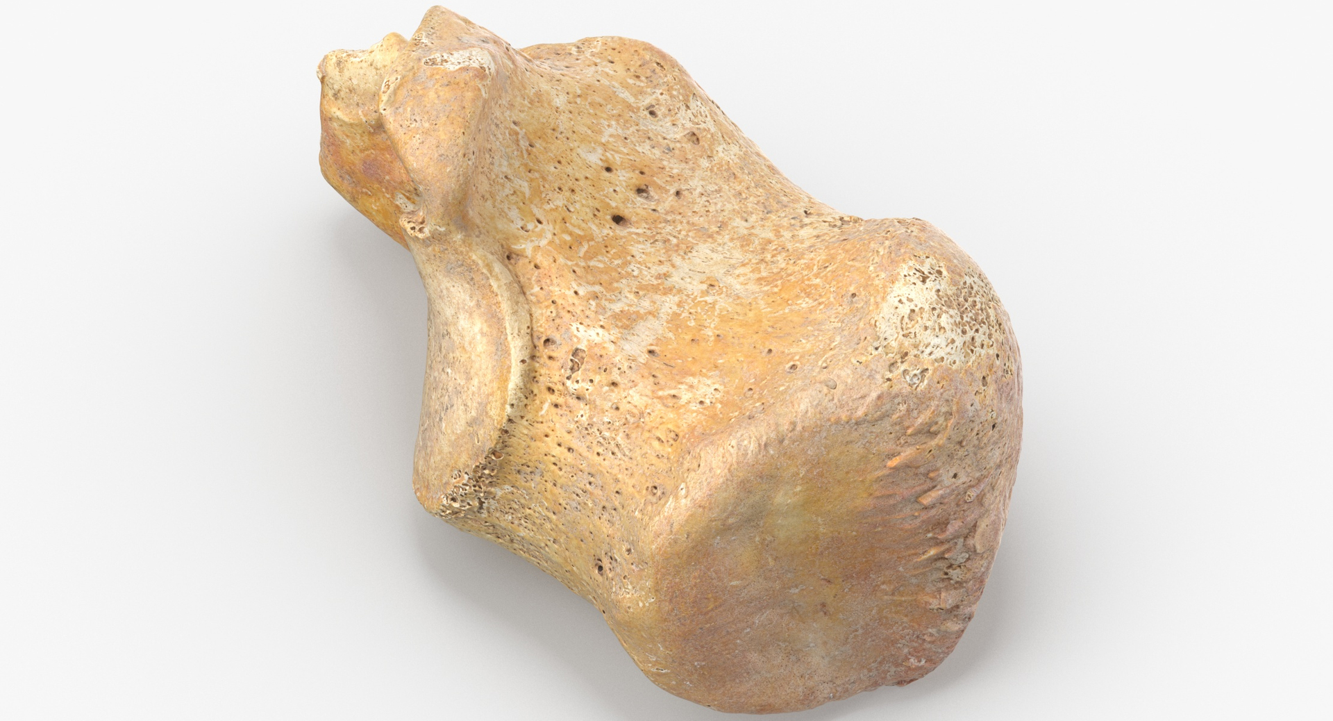 modelo 3d Hueso calcáneo real 01 - TurboSquid 1531495