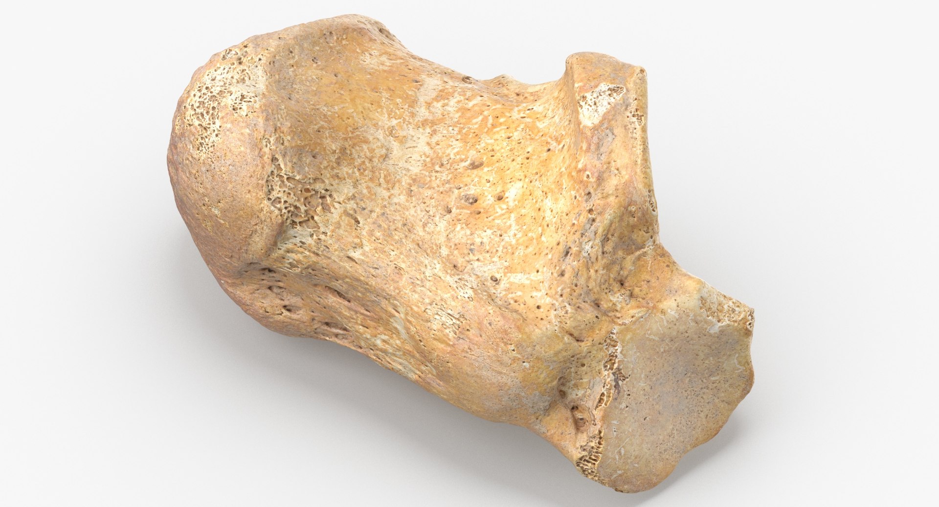 3D Calcaneus Bone 01 Model - TurboSquid 1531495