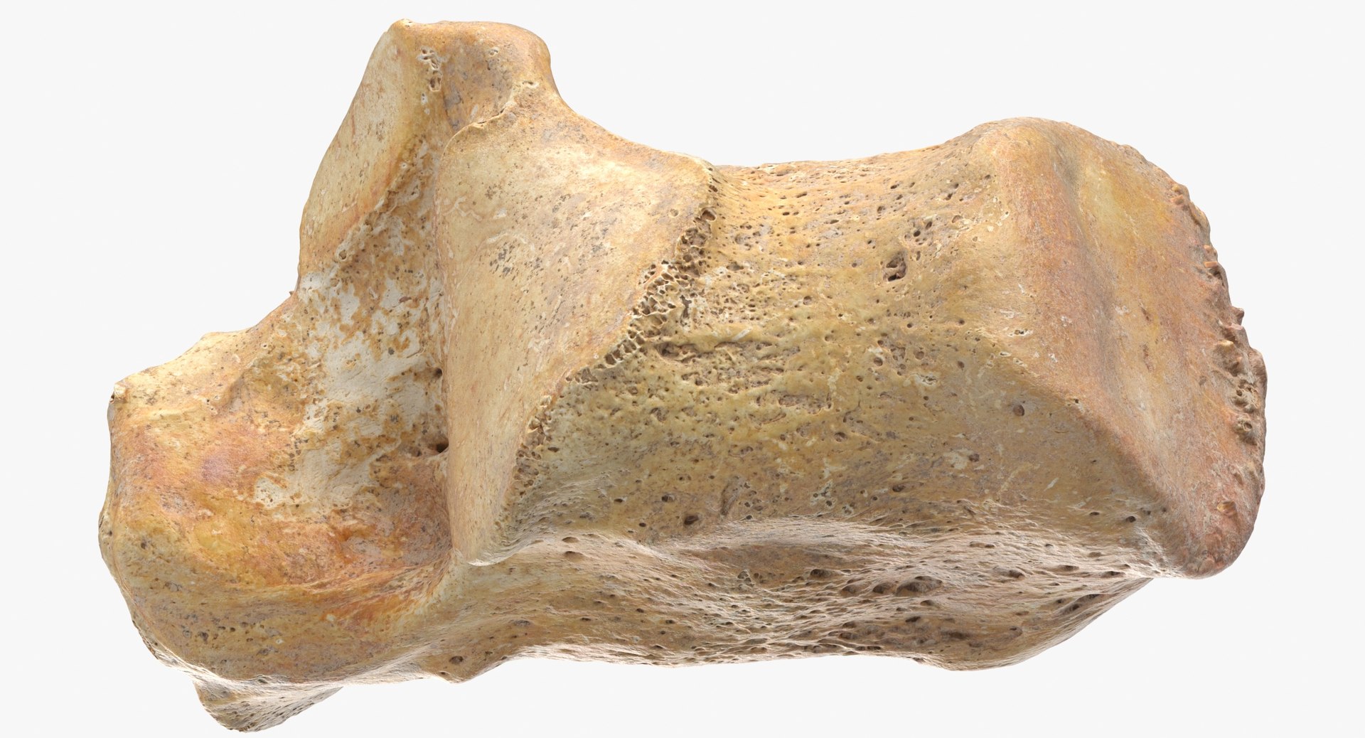 3D Calcaneus Bone 01 Model - TurboSquid 1531495