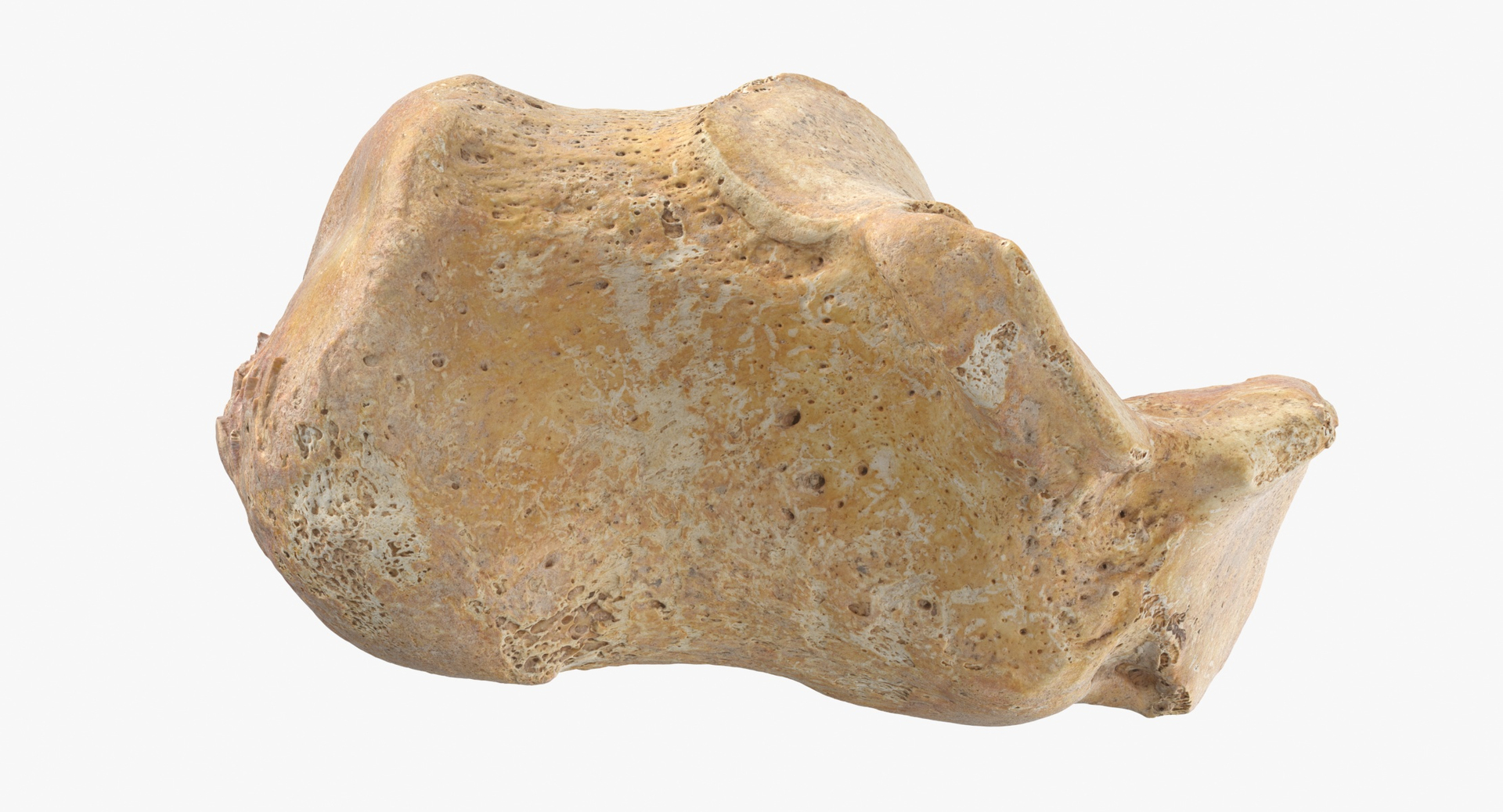 3D Calcaneus Bone 01 Model - TurboSquid 1531495