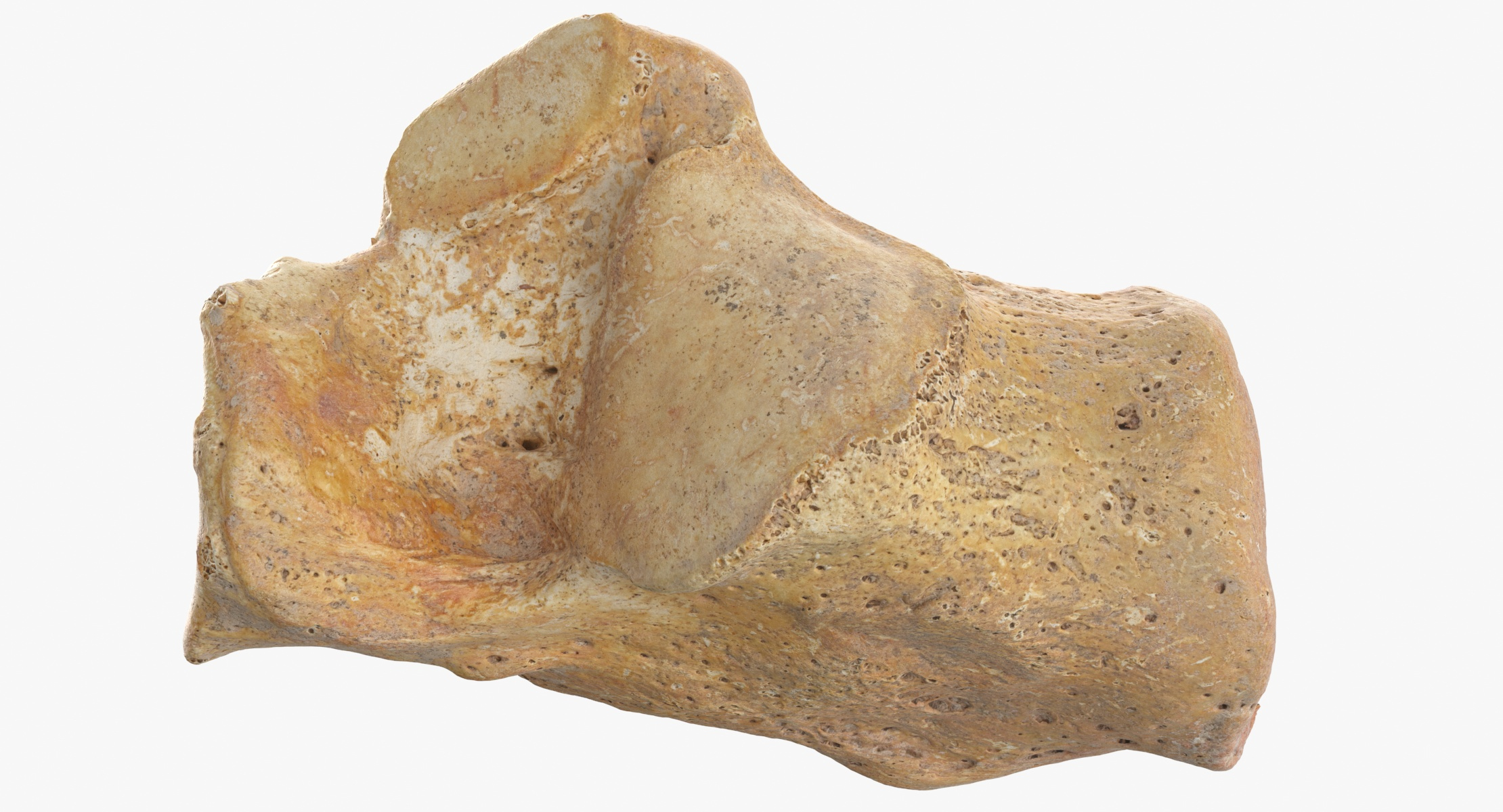 3D calcaneus bone 01 model - TurboSquid 1531495