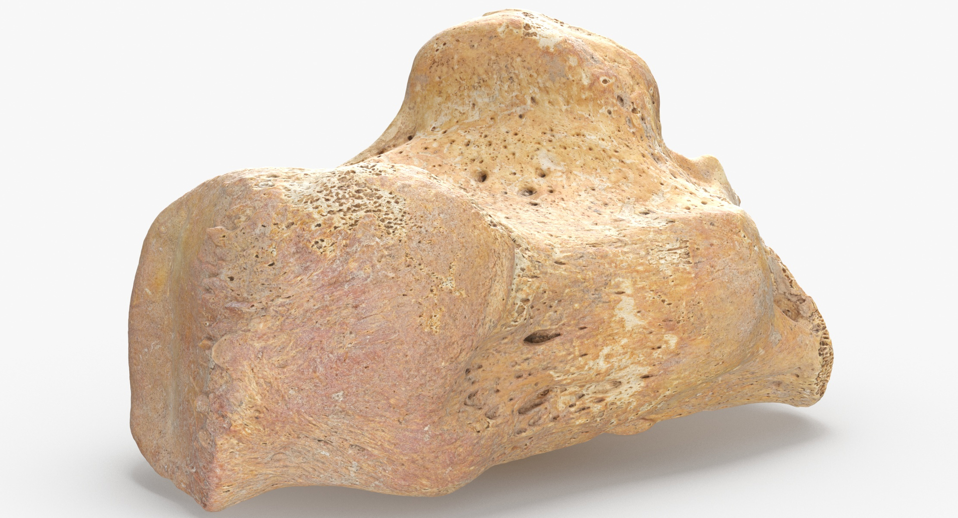 3D calcaneus bone 01 model - TurboSquid 1531495