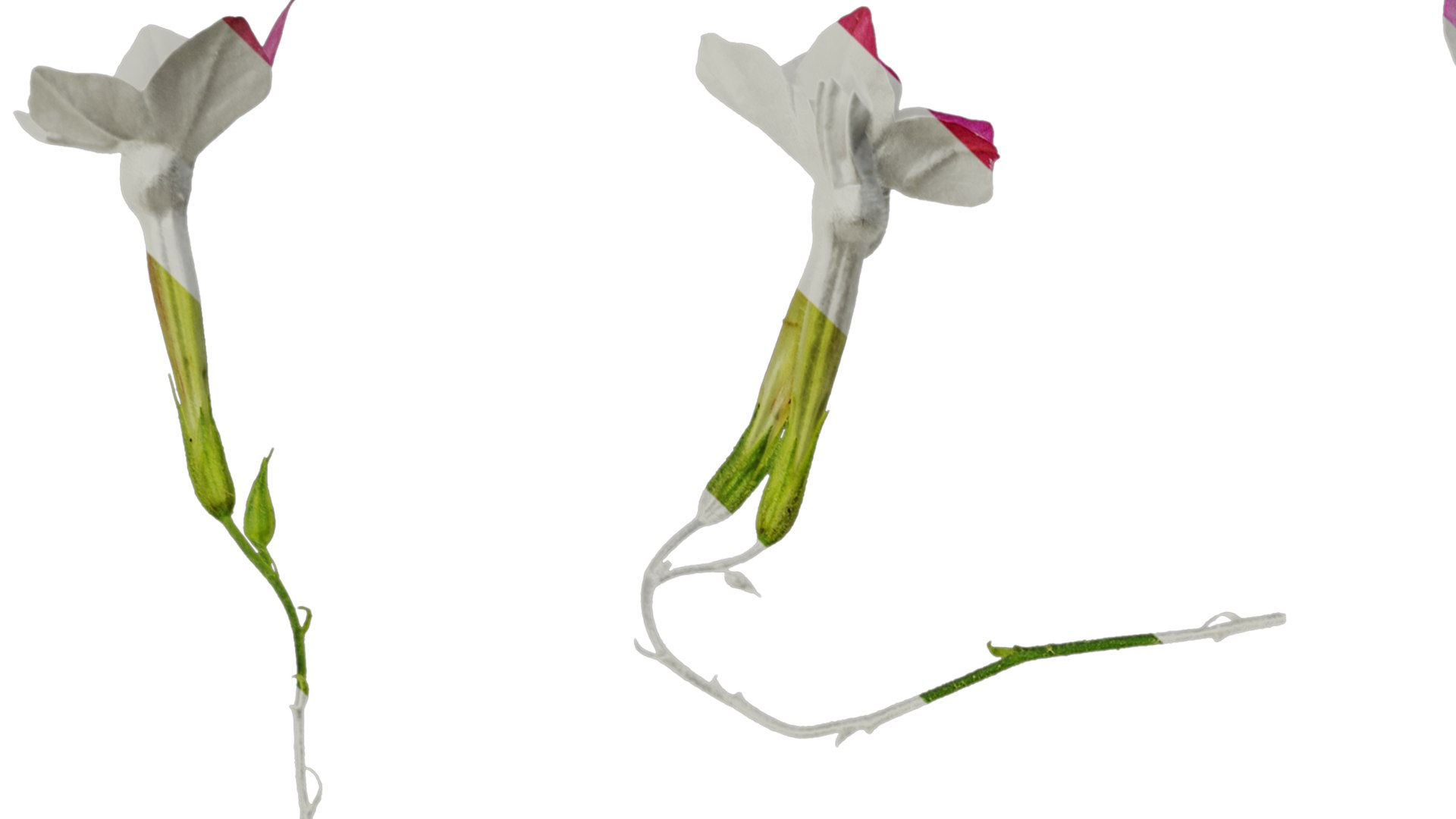 3D Anydrafts Nicotiana Alata Flower 06 Textures - TurboSquid 2356773
