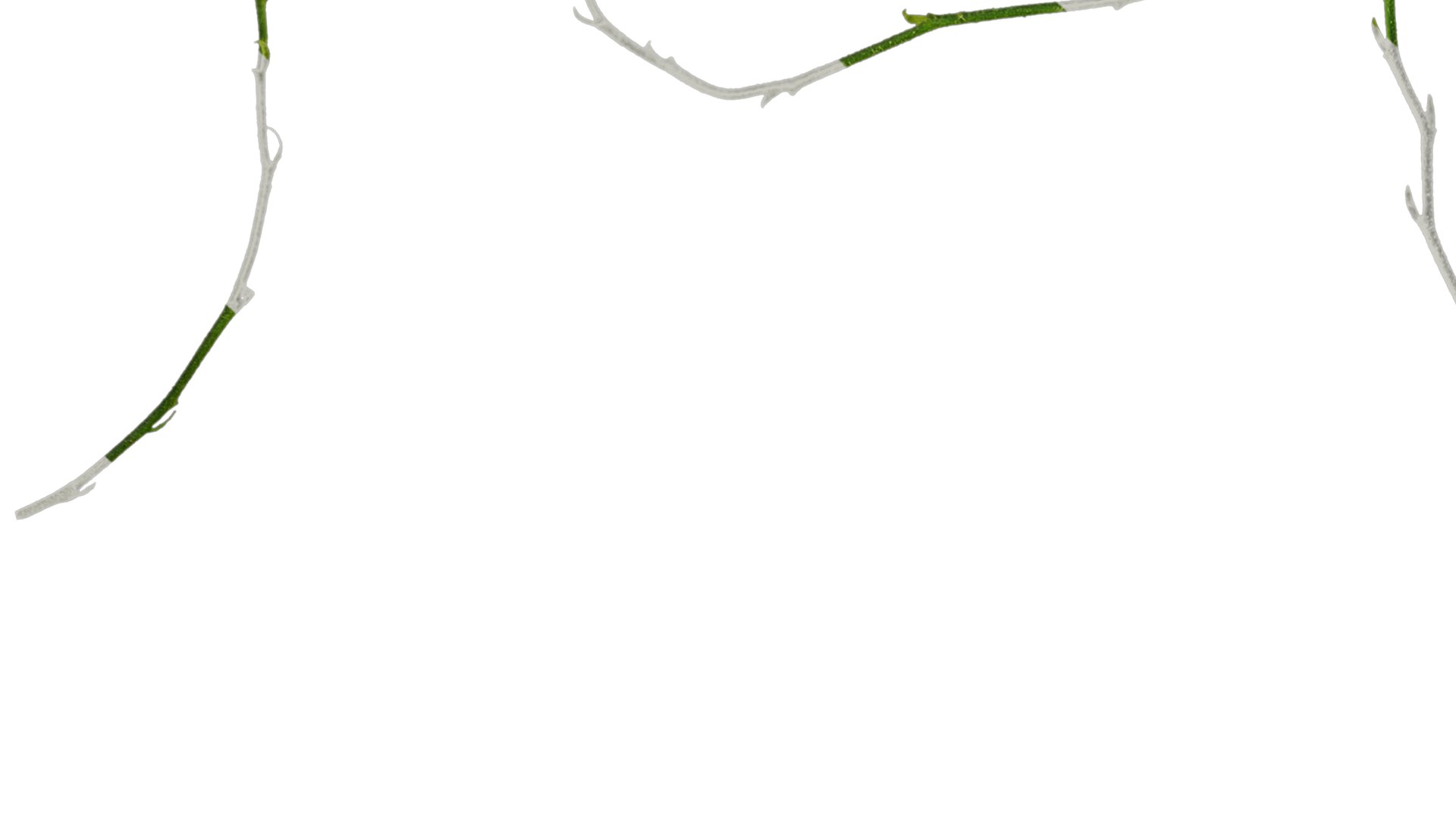 3D Anydrafts Nicotiana Alata Flower 06 Textures - TurboSquid 2356773