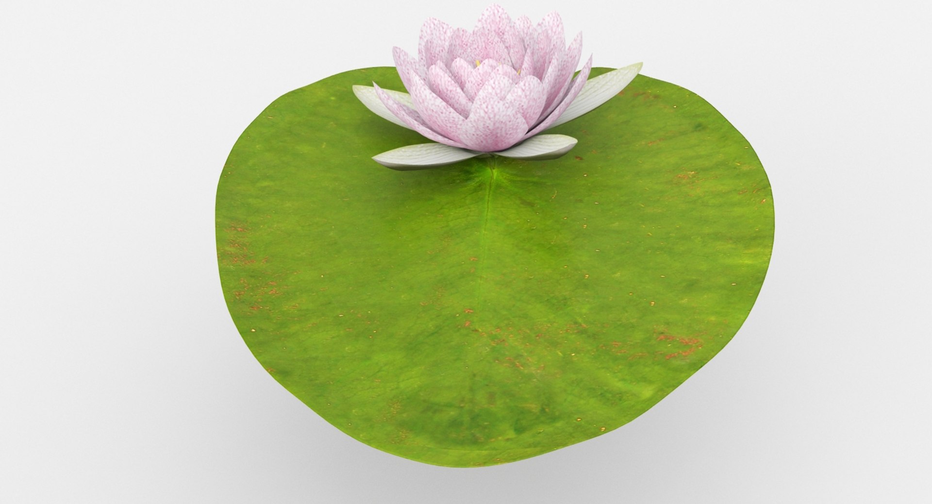 Water Lily Animation 3d Model