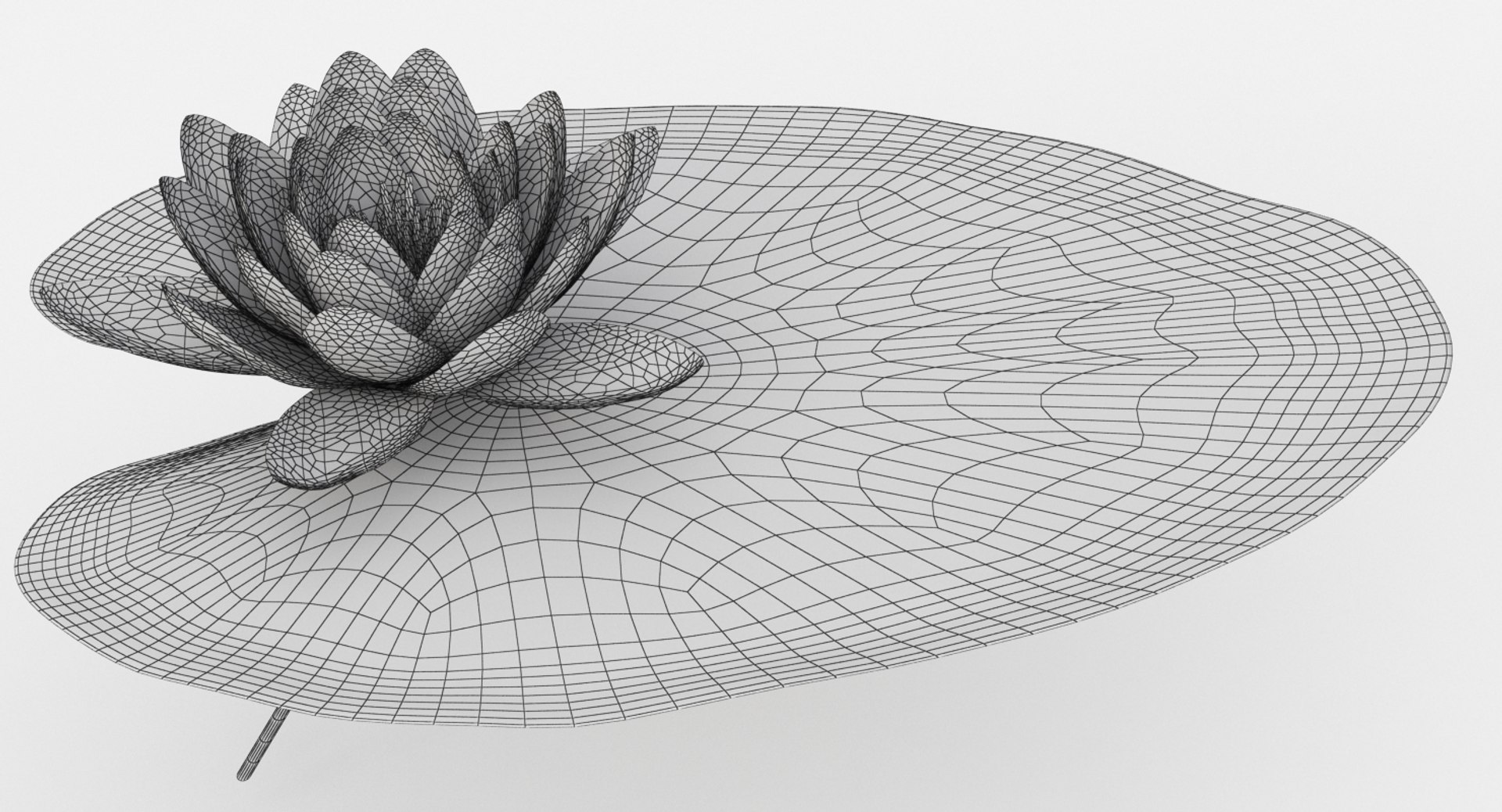 Water Lily Animation 3d Model