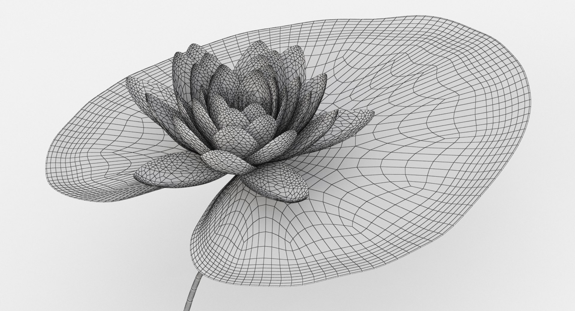 Water Lily Animation 3d Model