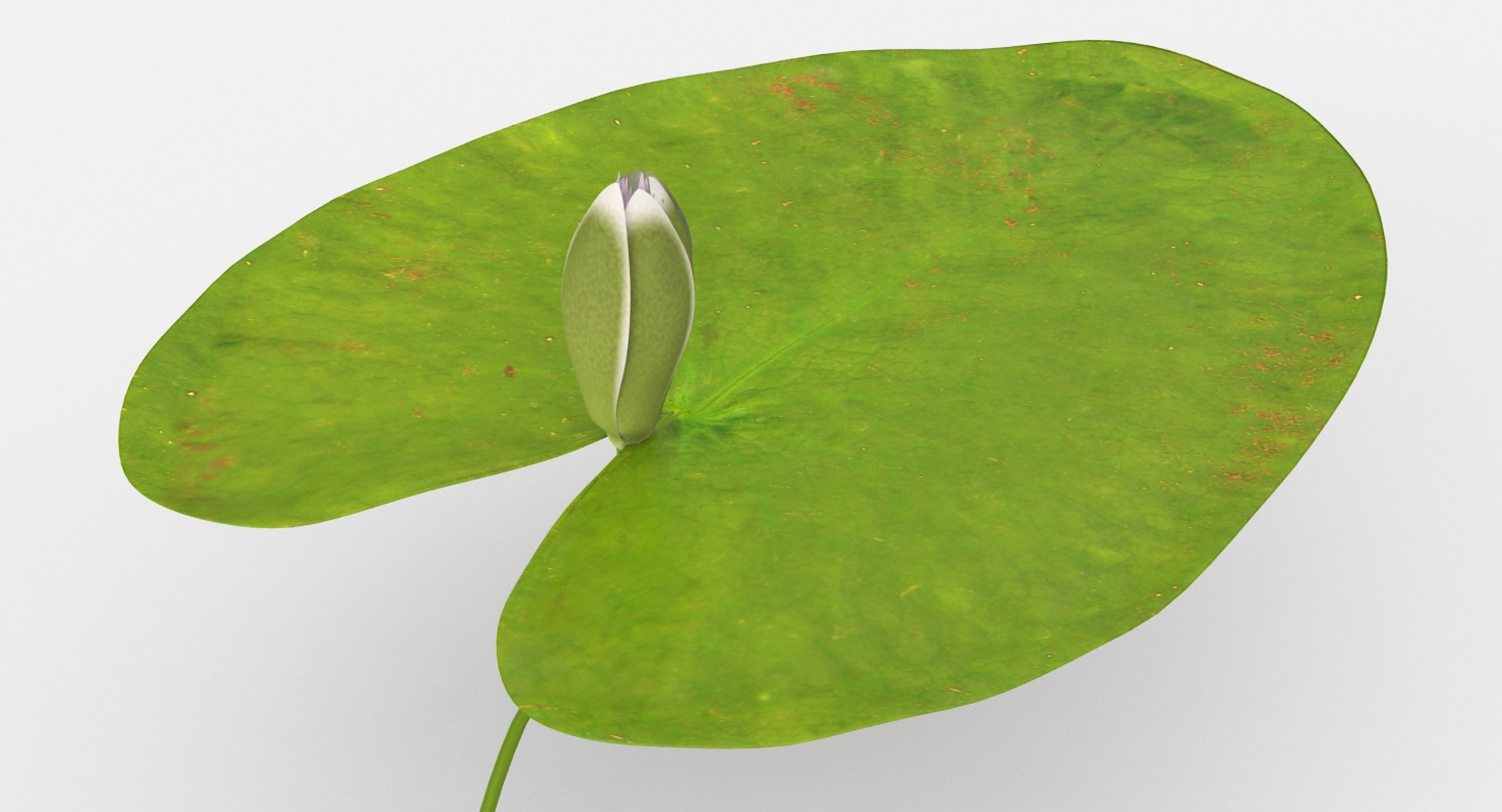 Water Lily Animation 3d Model