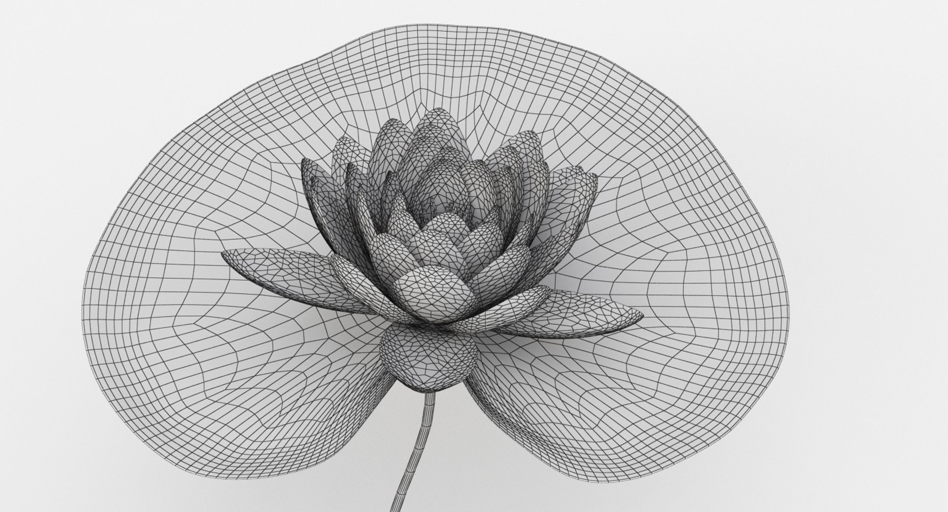 Water Lily Animation 3d Model
