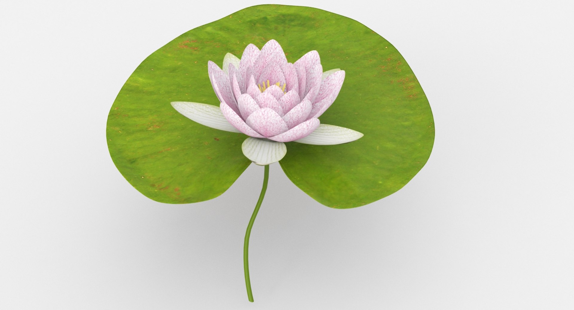 Water Lily Animation 3d Model