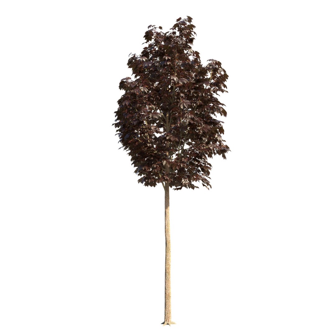 3d Crimson King Maple Tree