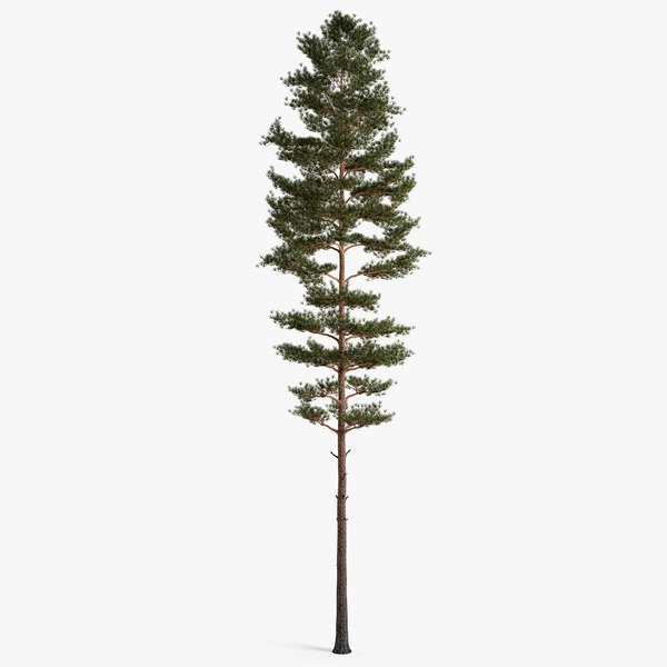 3d scotch fir