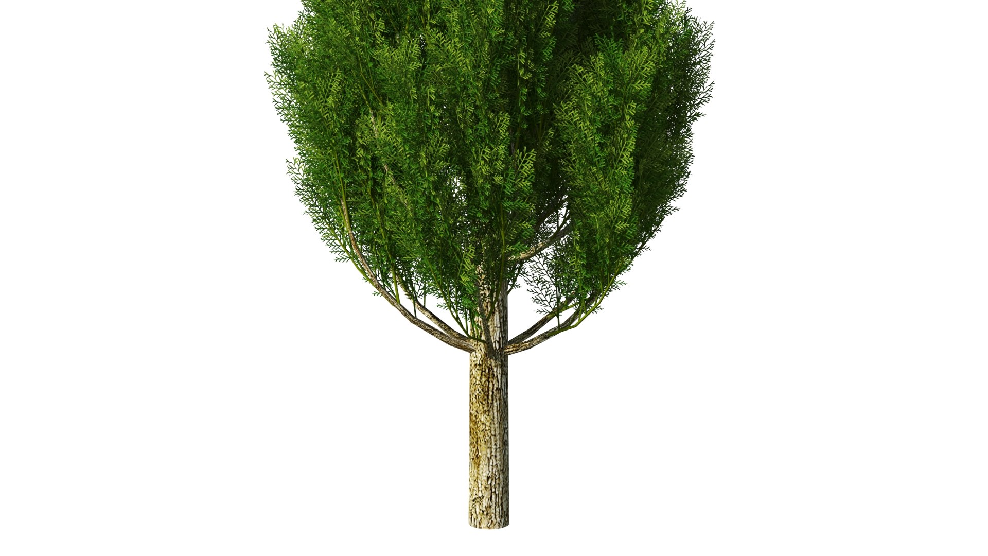 3D Realistic Cypress Tree - TurboSquid 2346156