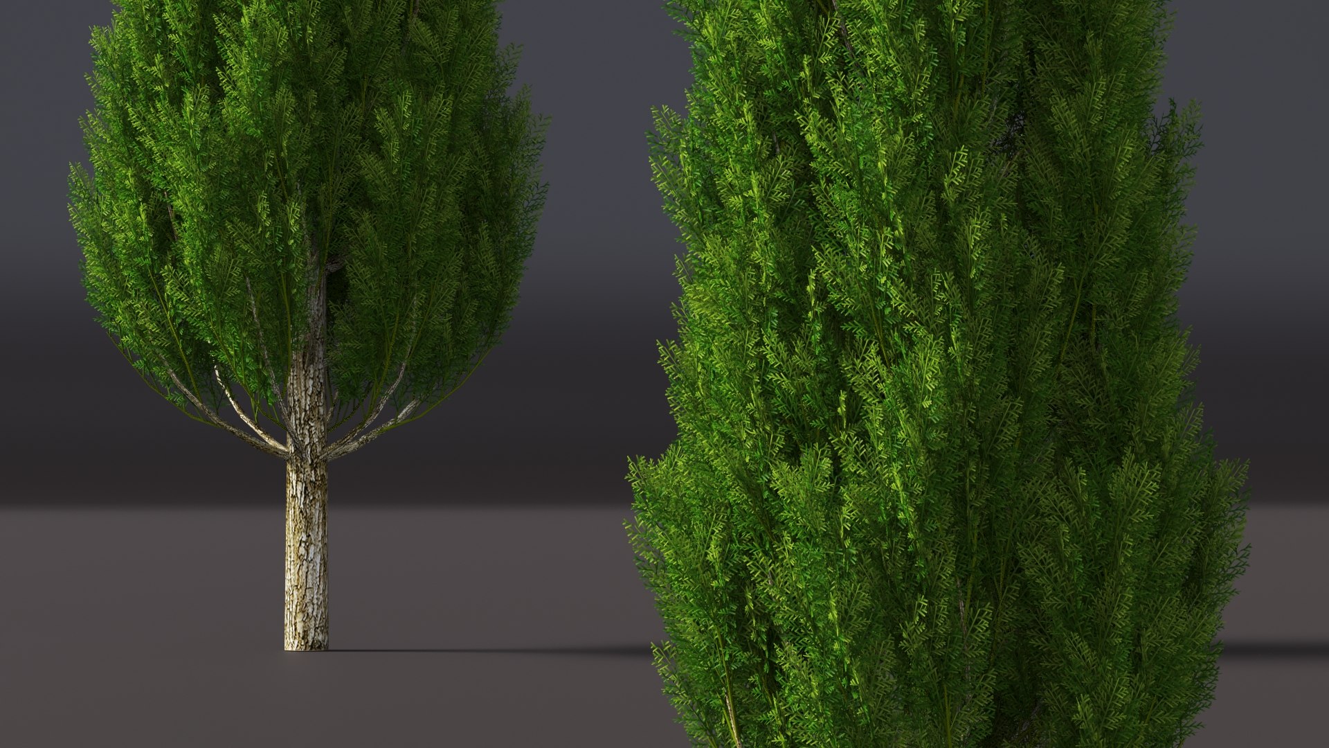 3D Realistic Cypress Tree - TurboSquid 2346156