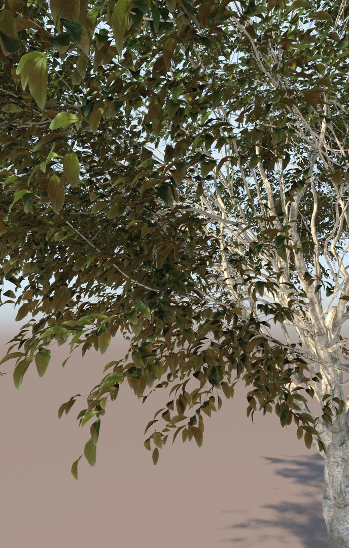 3D Model Mature Ficus Tree Nitida - TurboSquid 1429344
