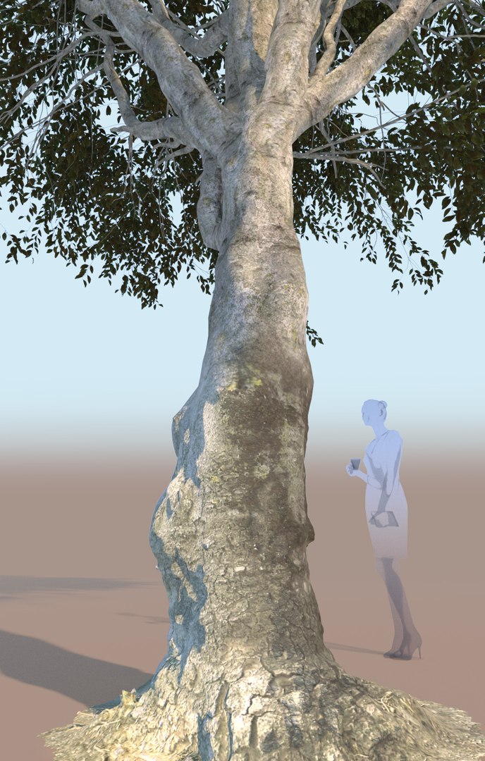 3D Model Mature Ficus Tree Nitida - TurboSquid 1429344