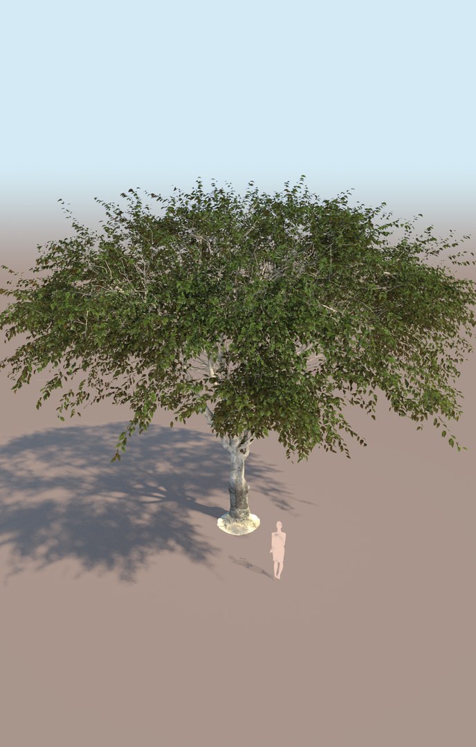 3D Model Mature Ficus Tree Nitida - TurboSquid 1429344