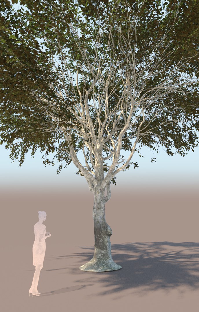 3D Model Mature Ficus Tree Nitida - TurboSquid 1429344