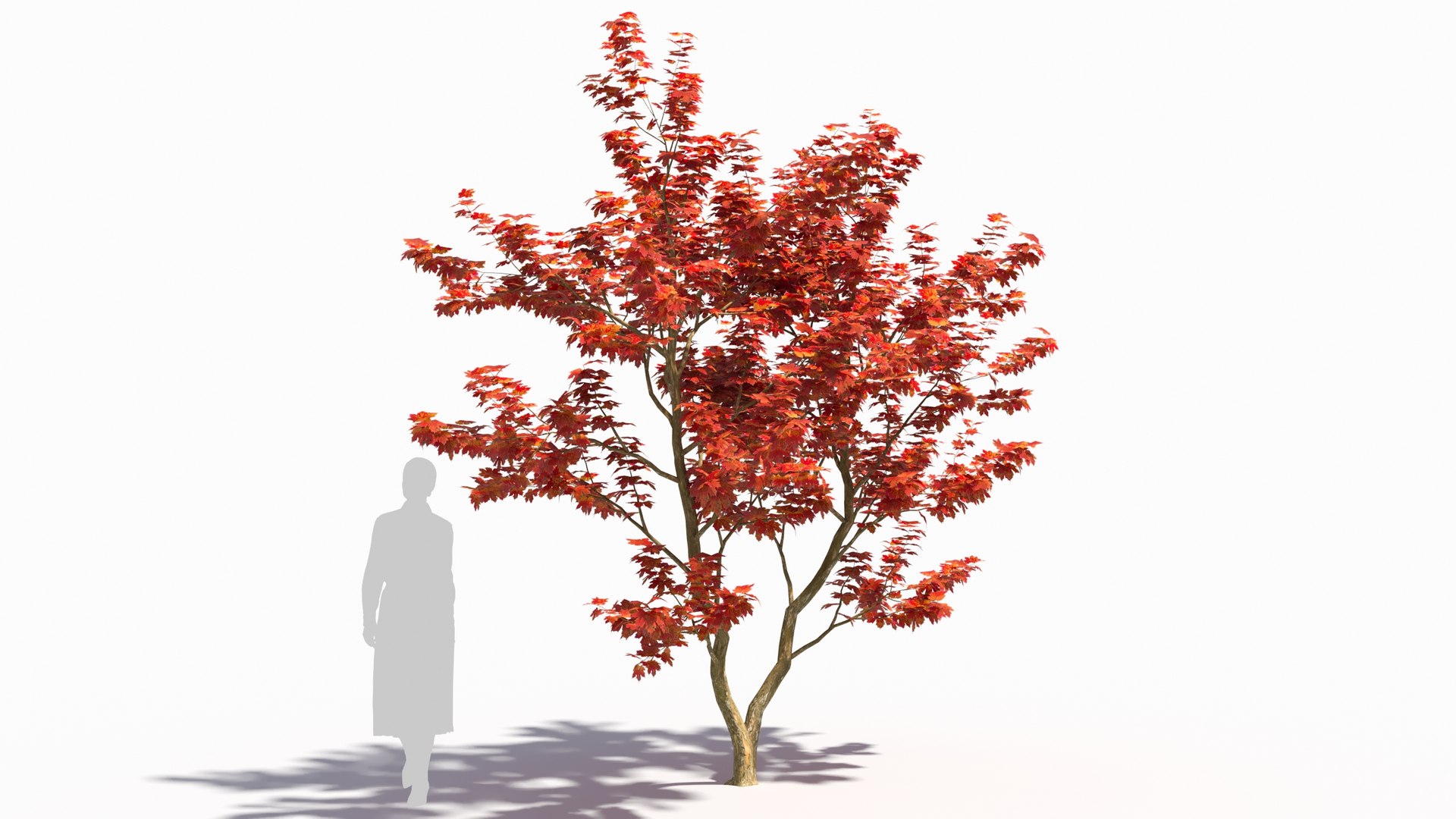 3D Sugar Maple tree - TurboSquid 2058427