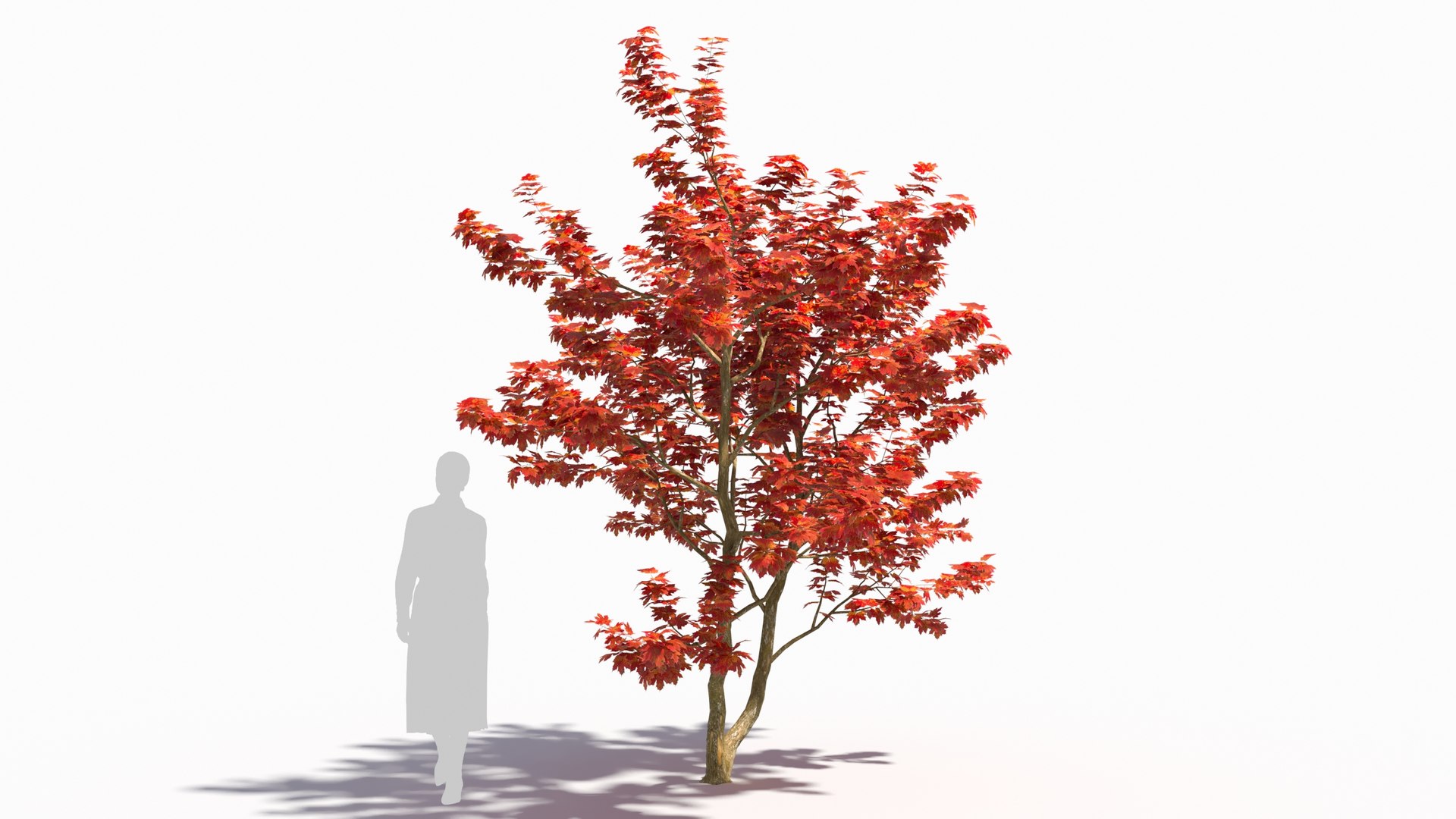 3D Sugar Maple tree - TurboSquid 2058427