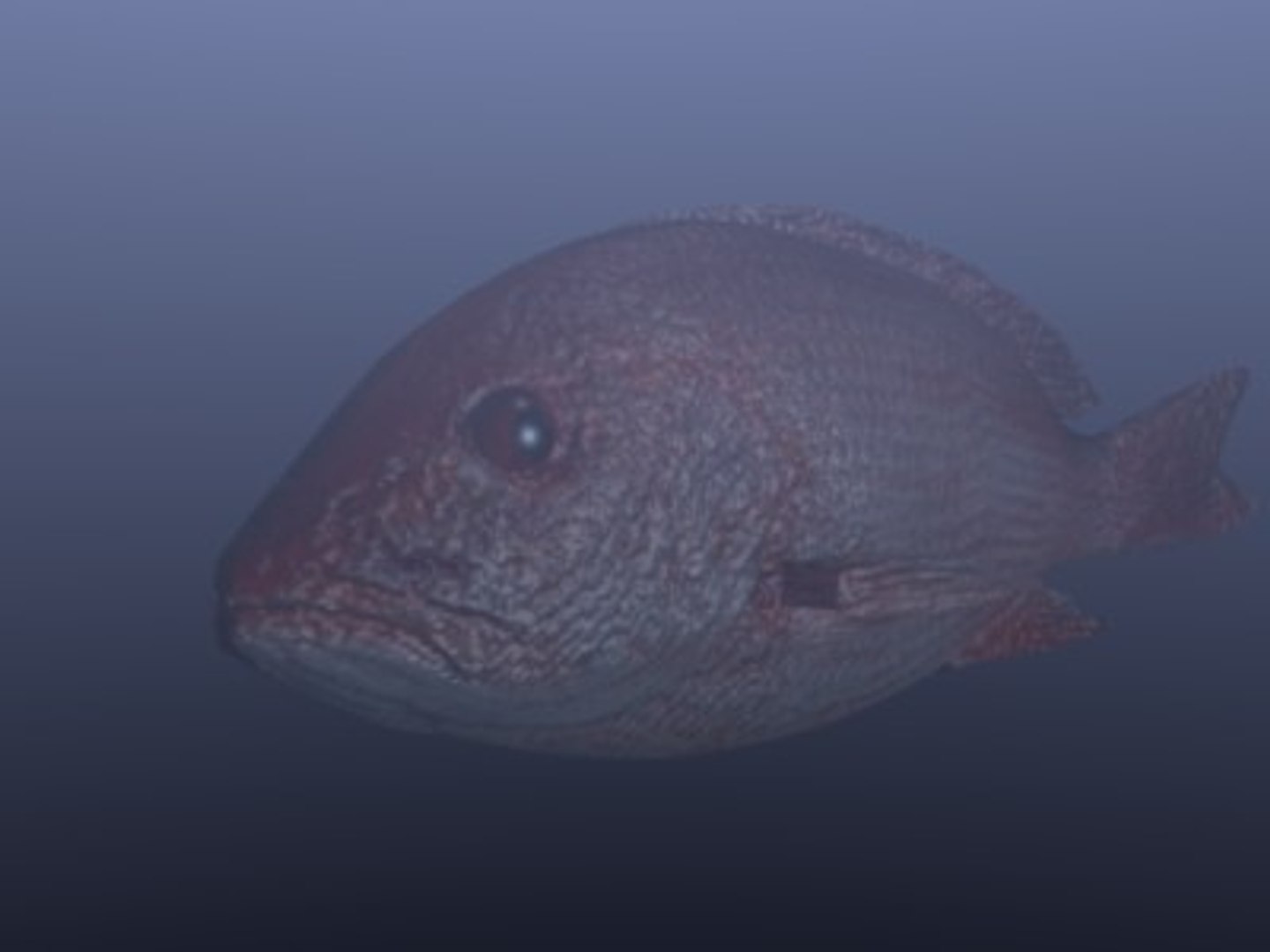 3ds max red snapper fish