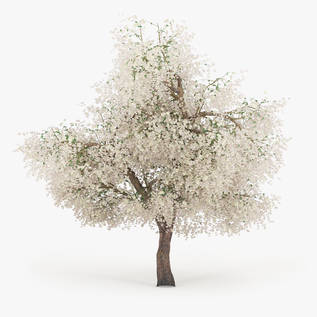 3D Apple Flowering - TurboSquid 1373604