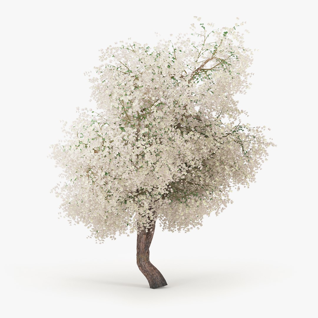3D Apple Flowering - TurboSquid 1373604