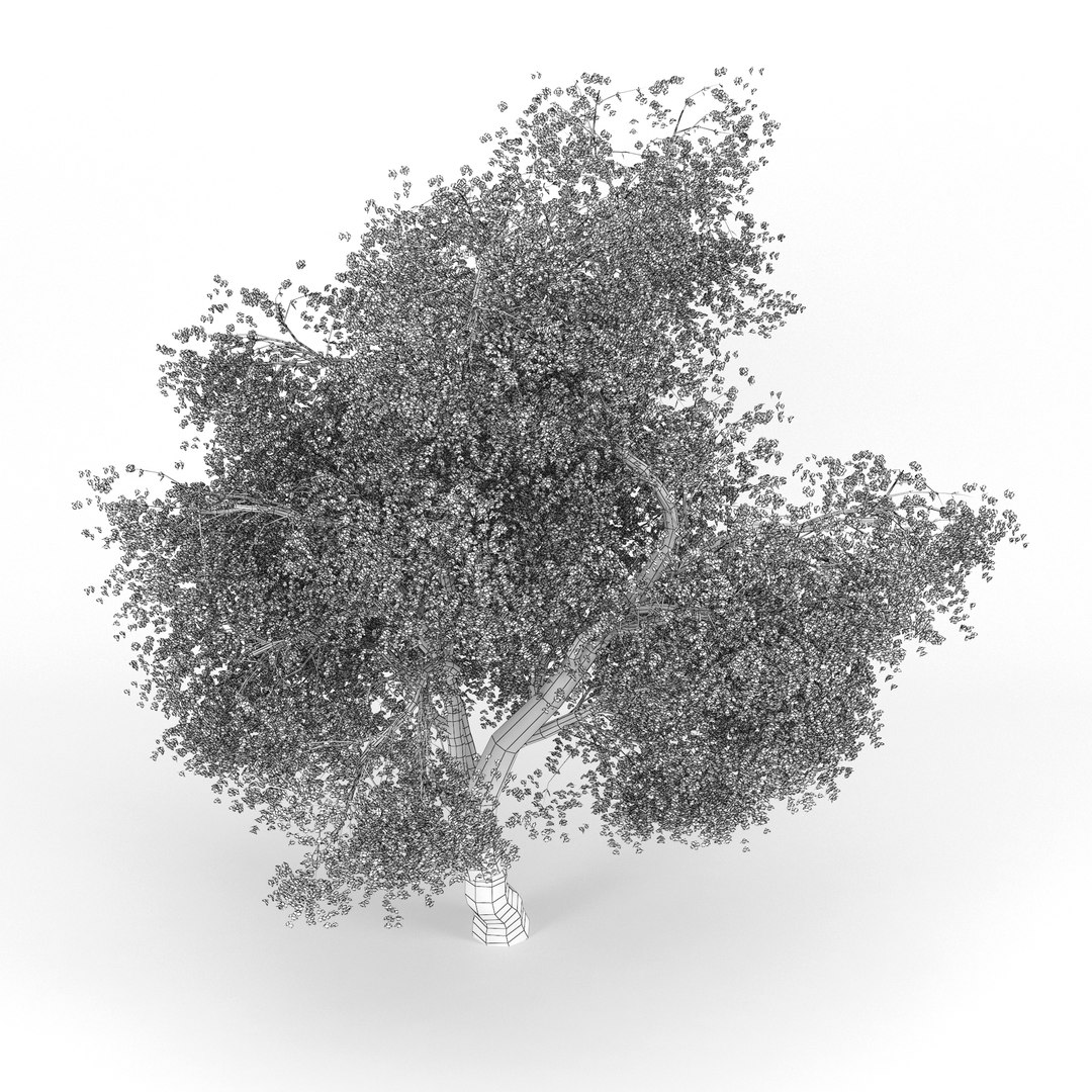 3D Apple Flowering - TurboSquid 1373604