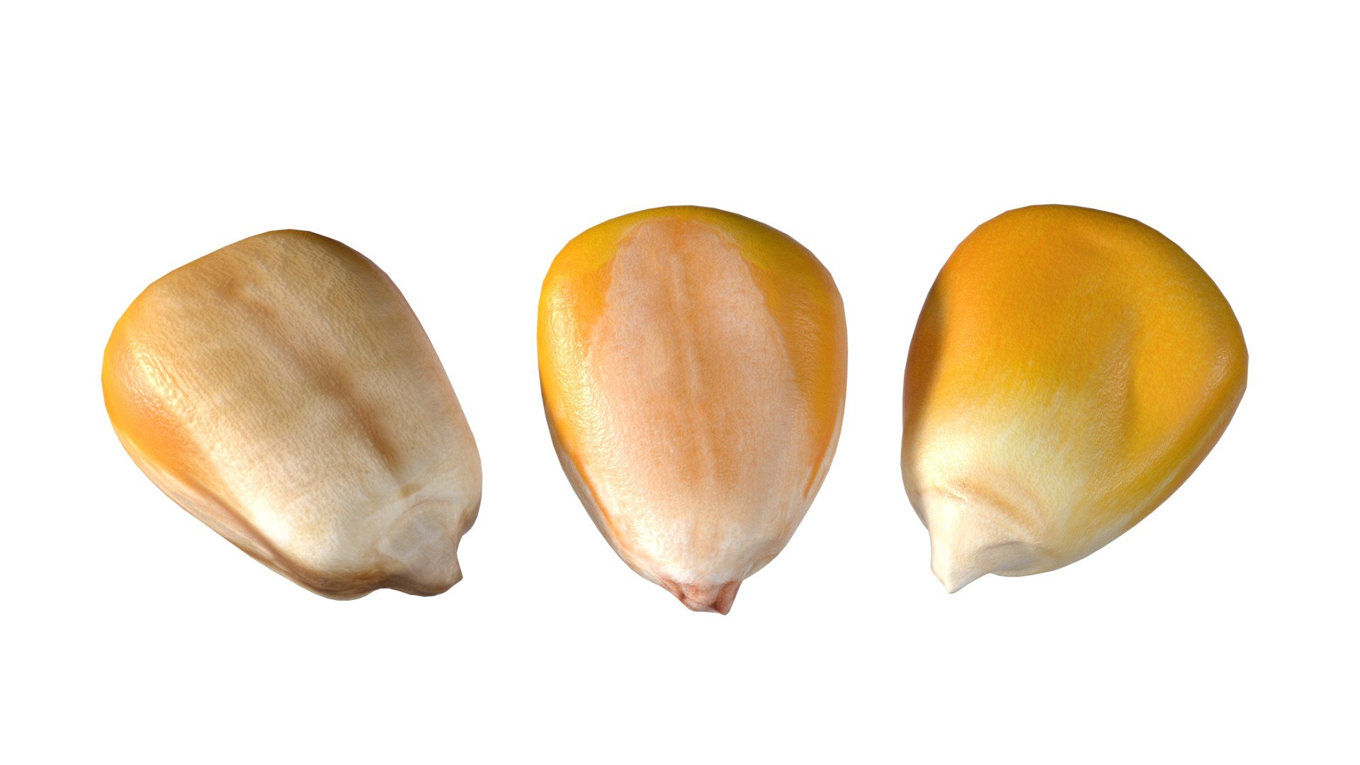 Coorn Seeds 3D Model - TurboSquid 2406430