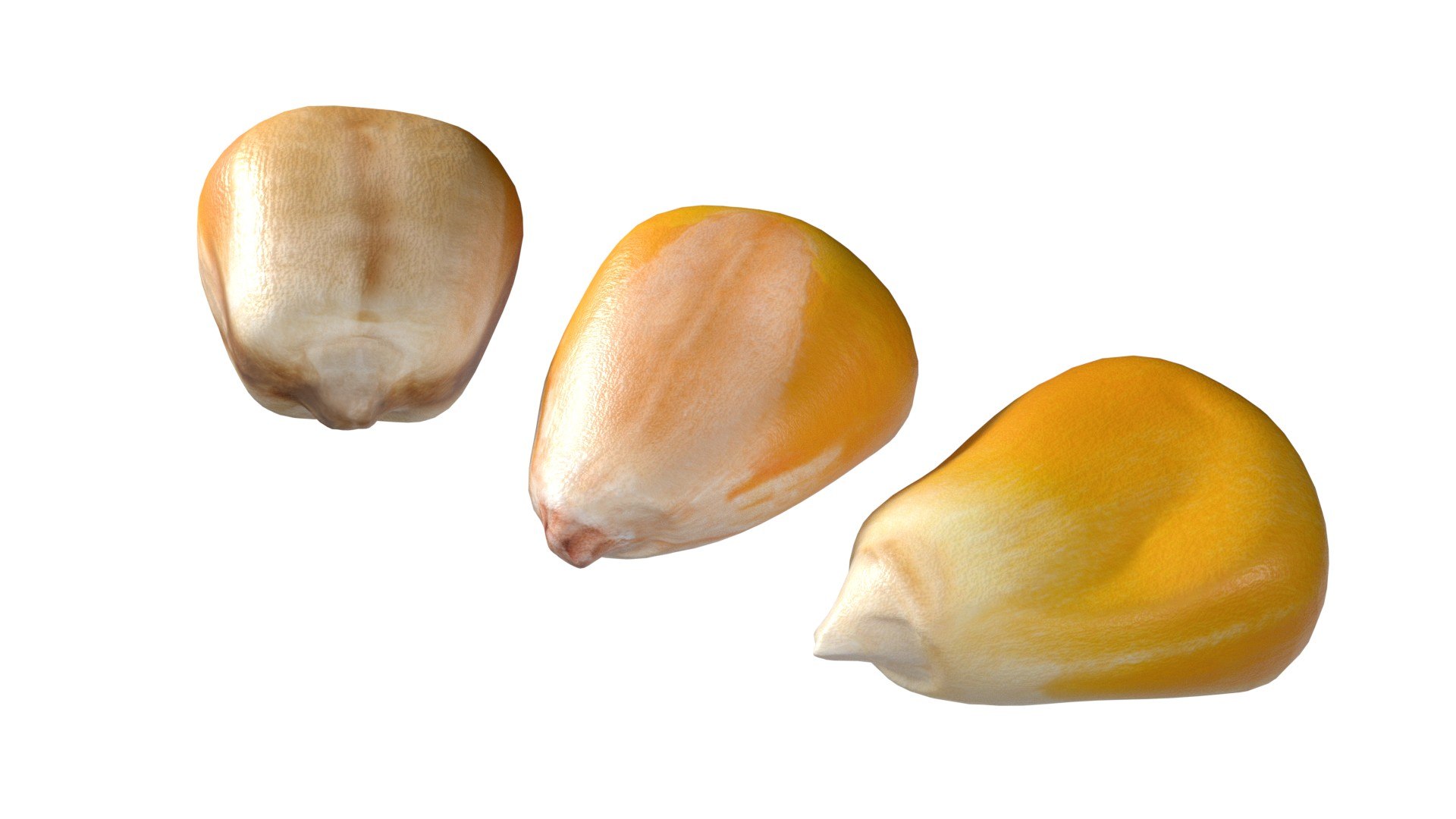 Corn Seeds 3D Model - TurboSquid 2406430