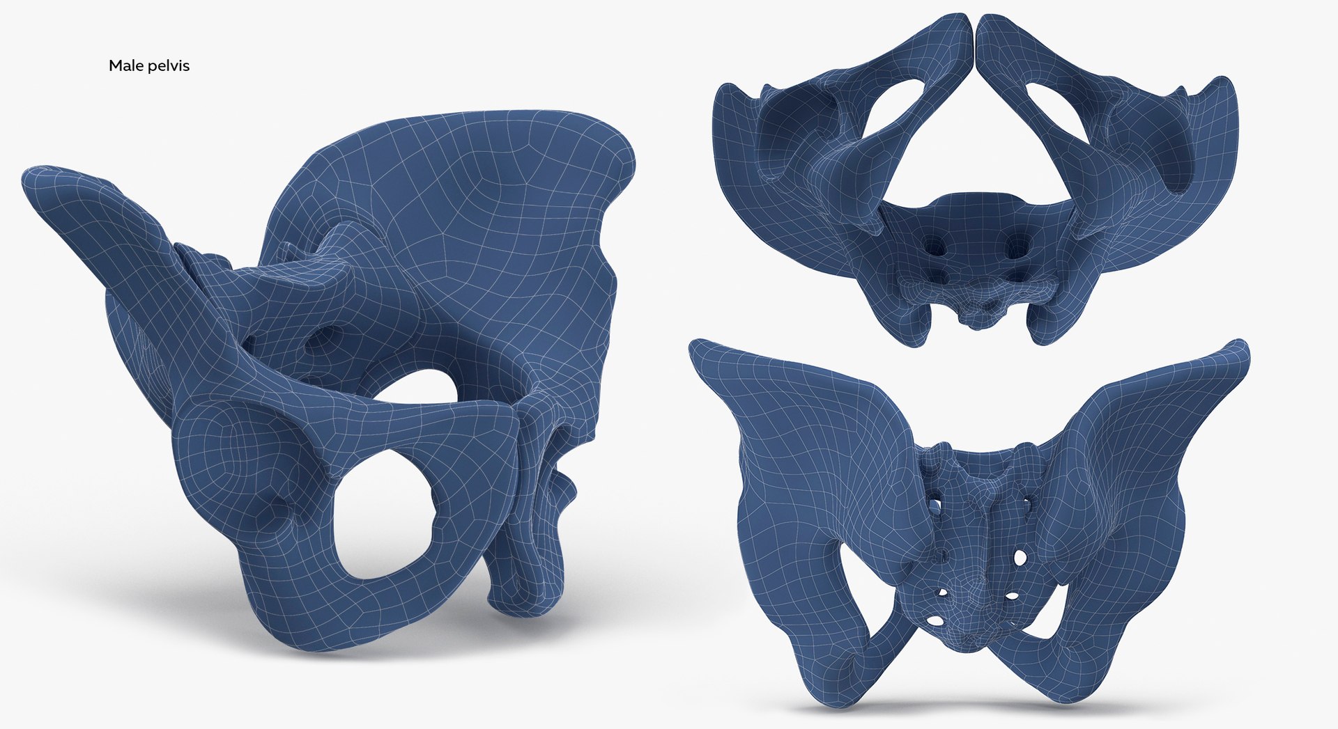 3D Human Male and Female Pelvis Collection Yellow - 2 models ...