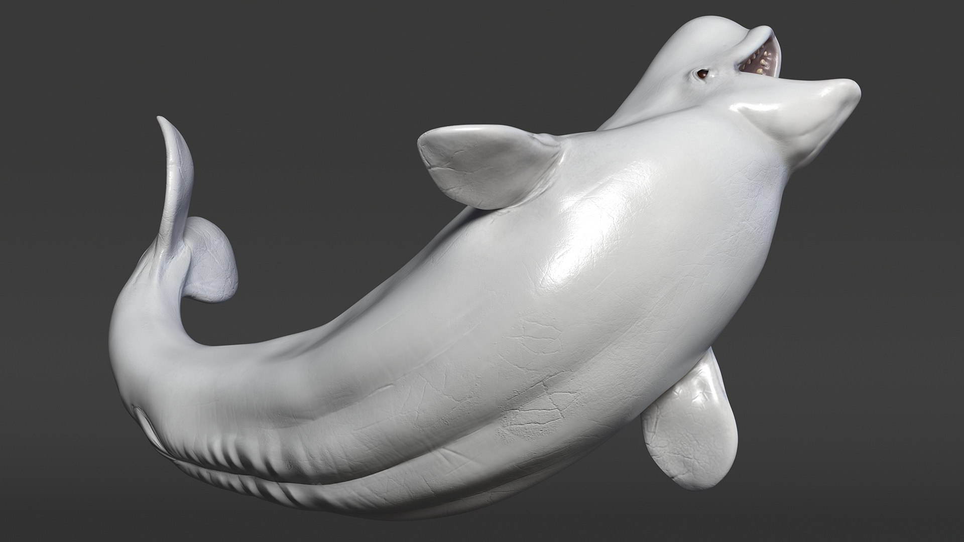 3D model Beluga Whale Young Playful Pose - TurboSquid 2028396
