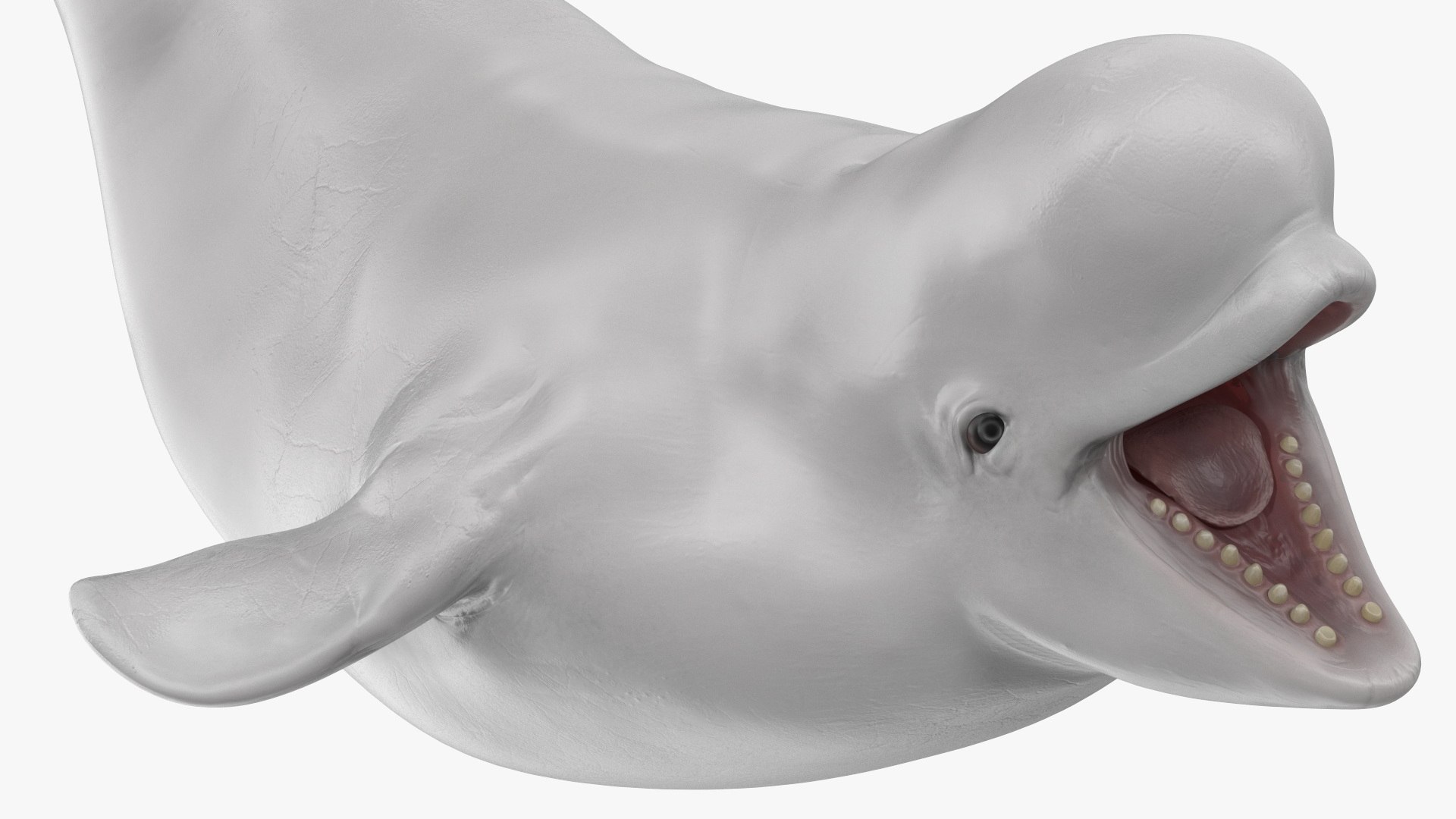 3D model Beluga Whale Young Playful Pose - TurboSquid 2028396