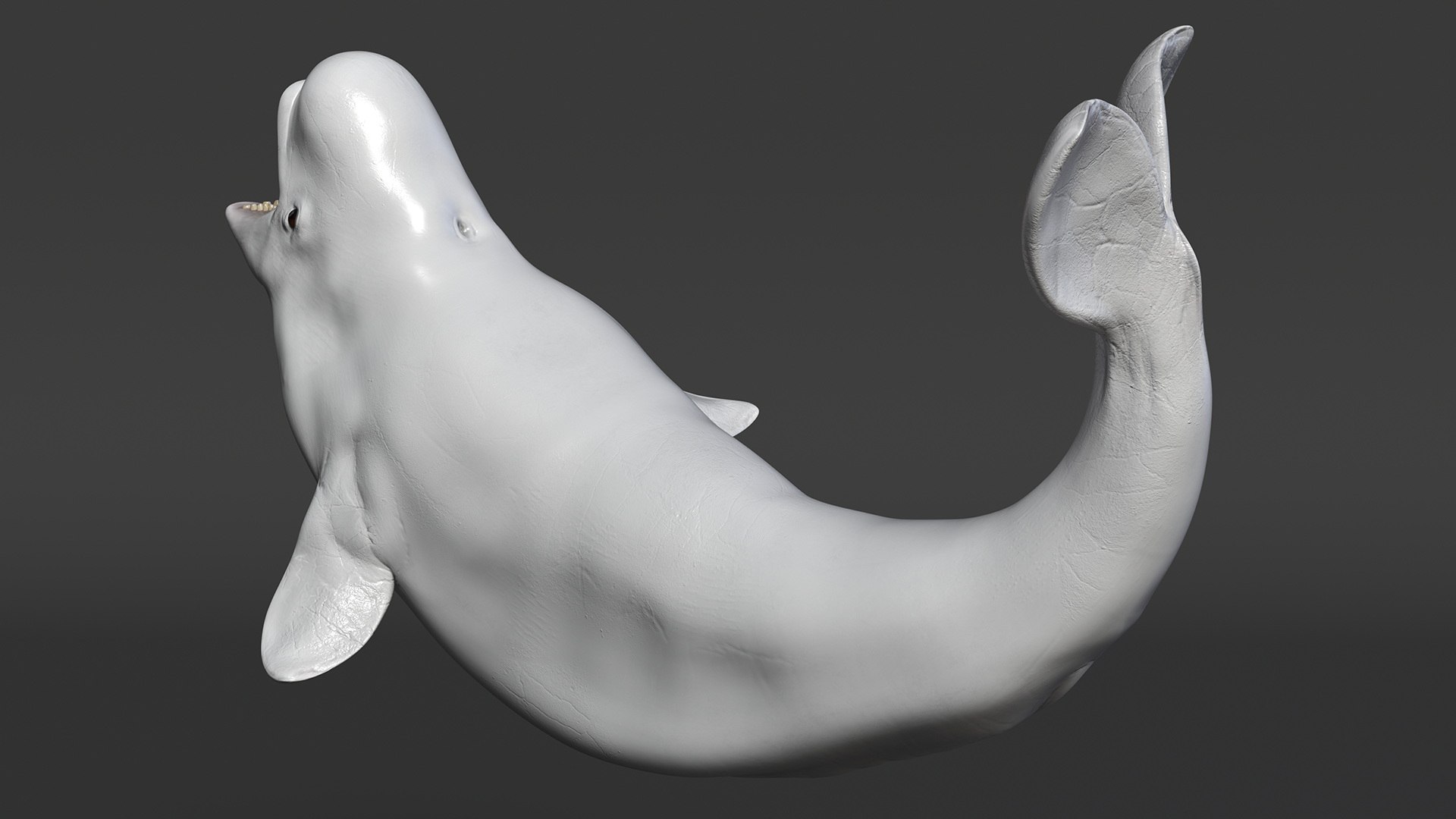 3D model Beluga Whale Young Playful Pose - TurboSquid 2028396