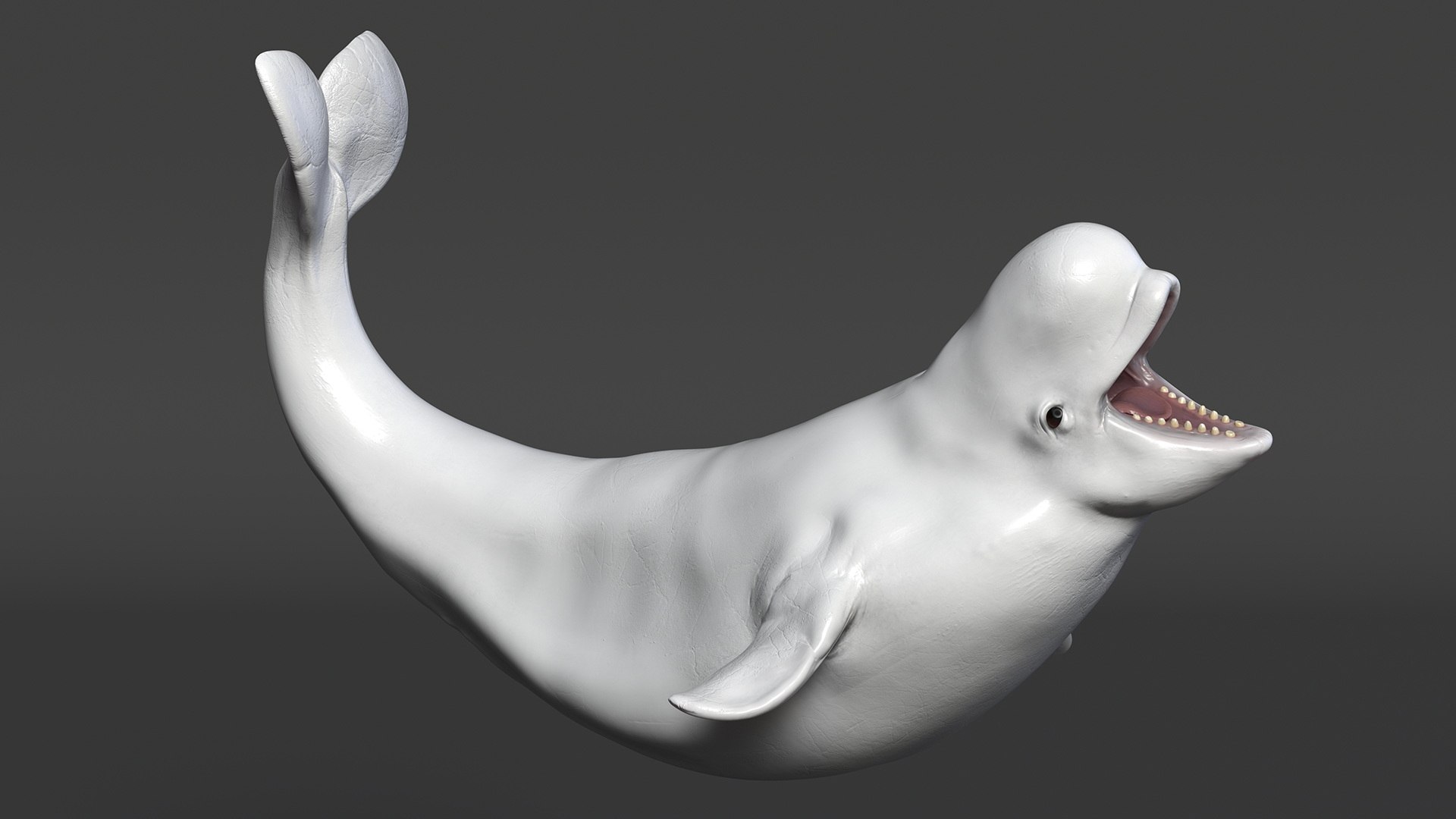 3D model Beluga Whale Young Playful Pose - TurboSquid 2028396