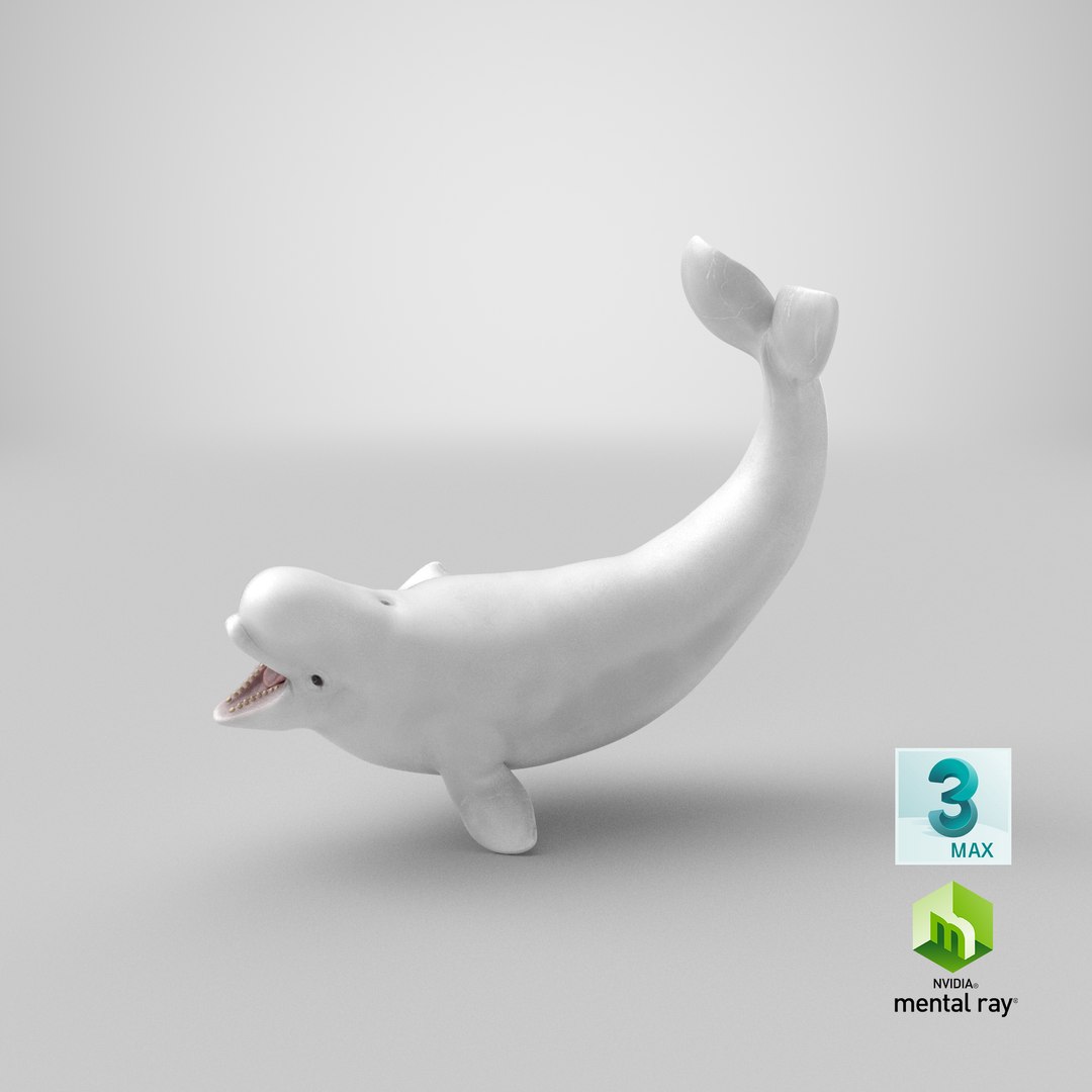 3D model Beluga Whale Young Playful Pose - TurboSquid 2028396